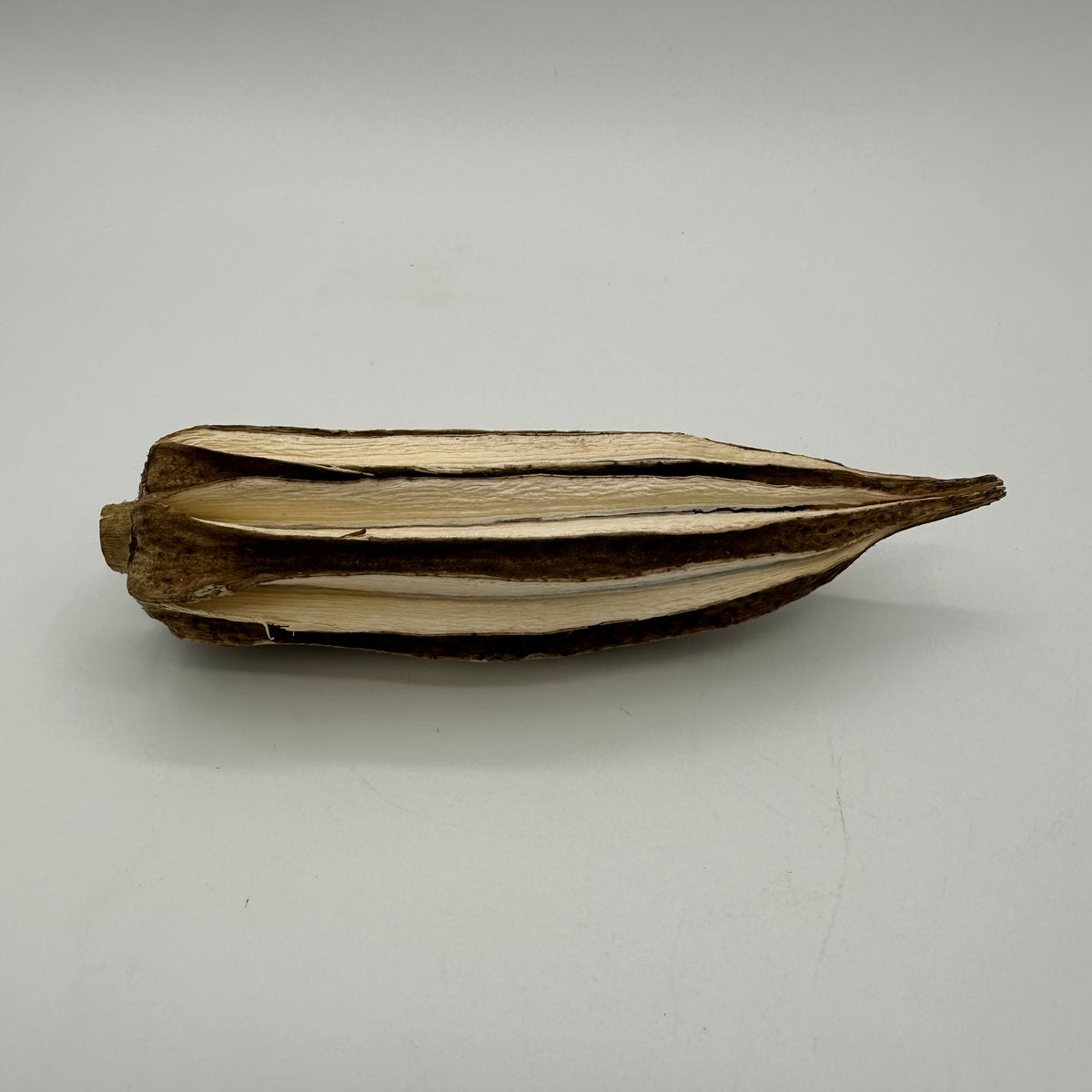 Jhinga Pod — Fishiotherapy