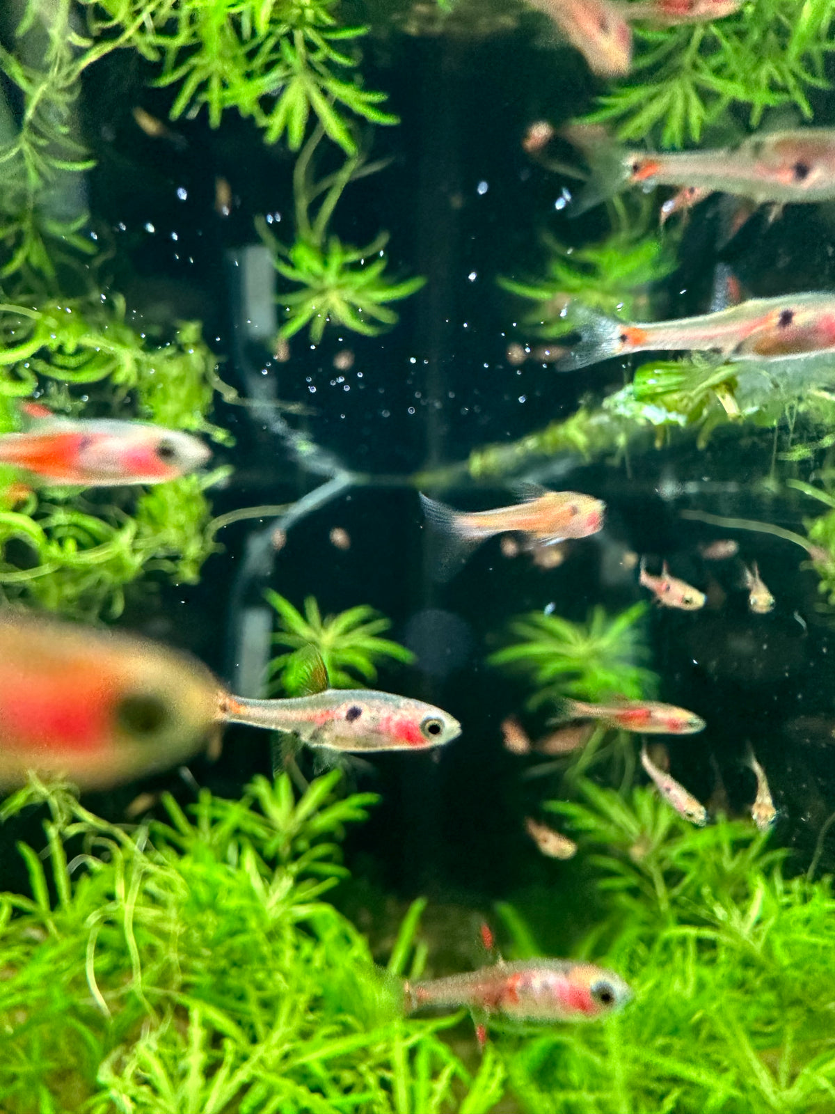 Strawberry Rasbora (Boraras naevus) — Fishiotherapy