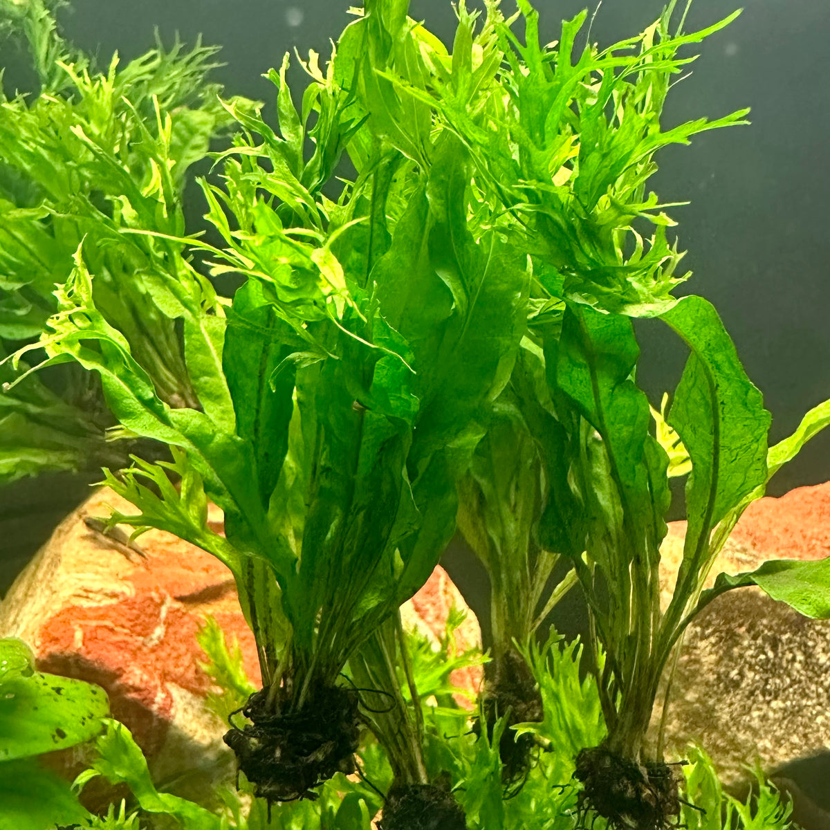 Java Fern Windelov (Microsorum Windelov) — Fishiotherapy