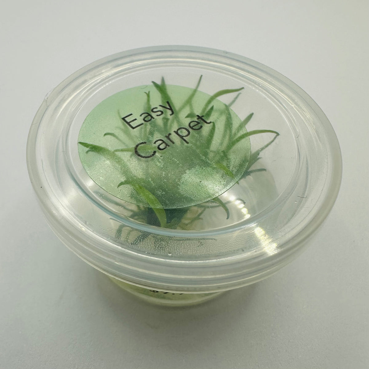 Cryptocoryne parva TC (small) - Crypt Parva — Fishiotherapy