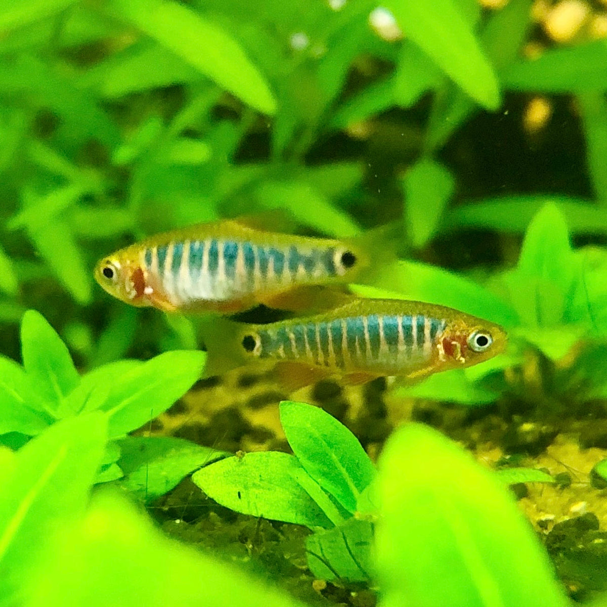 Emerald Dwarf Danio / Rasbora (Danio erythromicron) — Fishiotherapy