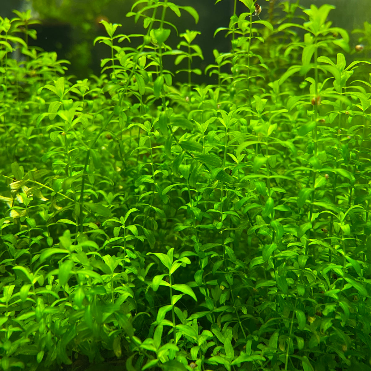 Pearlweed (Hemianthus Micranthemoides) — Fishiotherapy