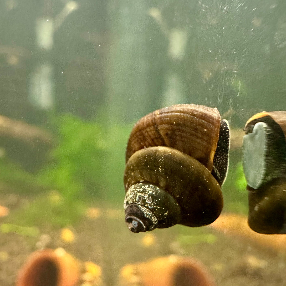 Triangle Rabbit Snail (Tylomelania sinabartfeldi) — Fishiotherapy
