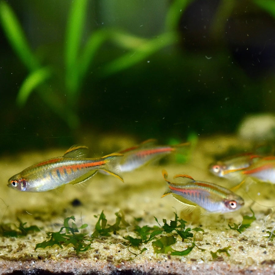 Glowlight Danio (Danio choprae) — Fishiotherapy