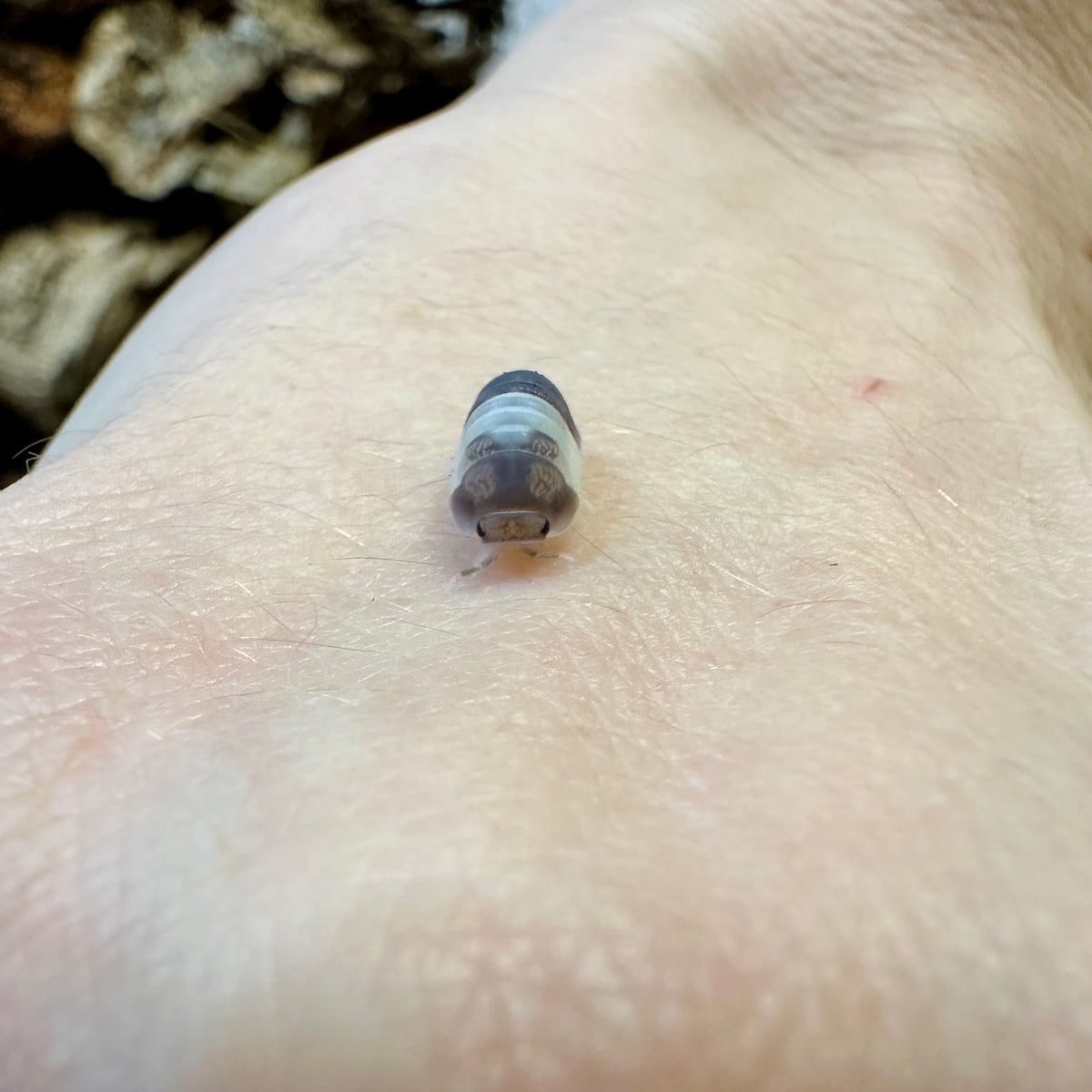 Panda King Isopods (Cubaris sp.) x10 — Fishiotherapy