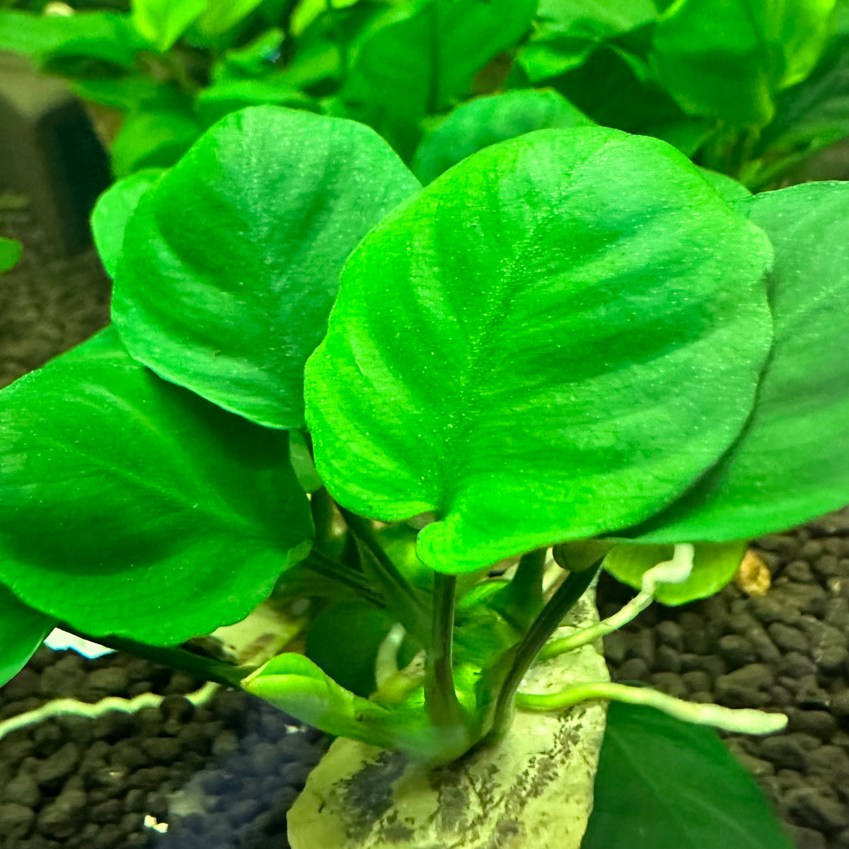 Anubias Barteri Coin Leaf — Fishiotherapy