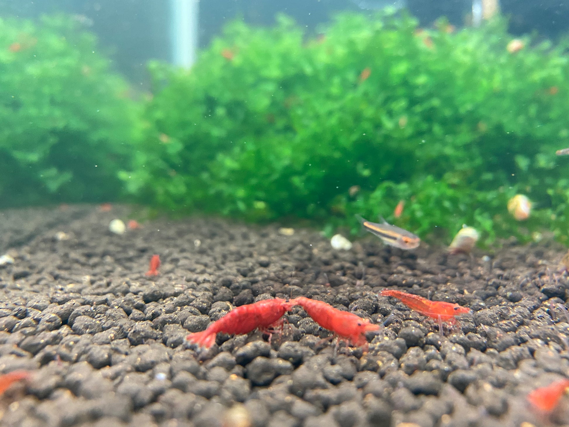 Fire Red Shrimp (Neocaridina Davidi) – Fishiotherapy