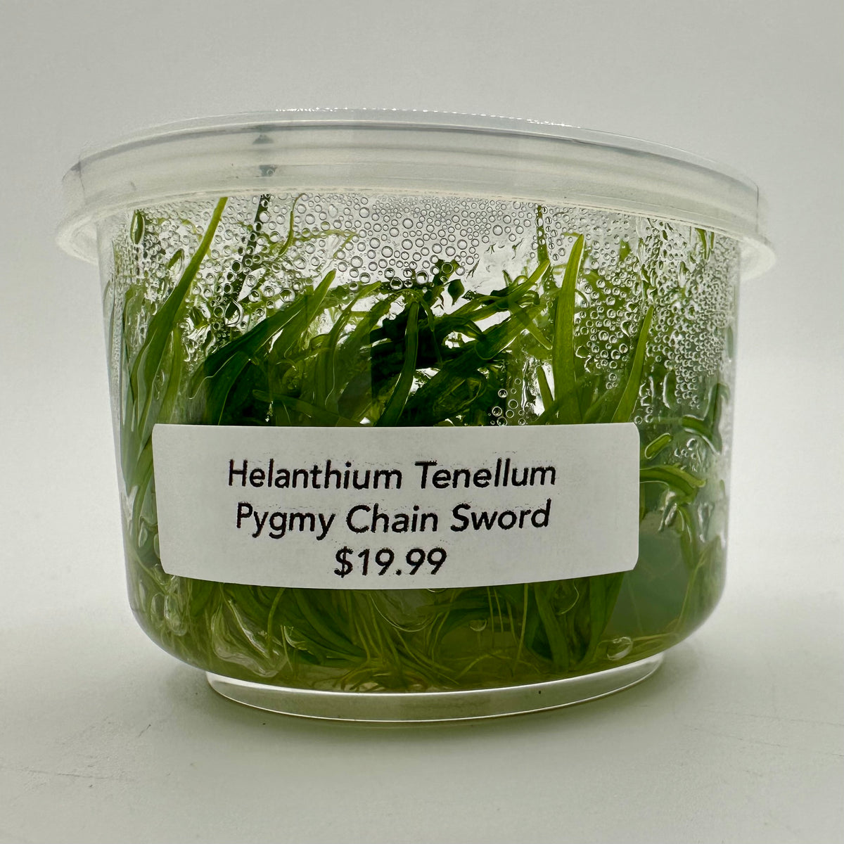 Pygmy Chain Sword TC (Helanthium Tenellum) — Fishiotherapy