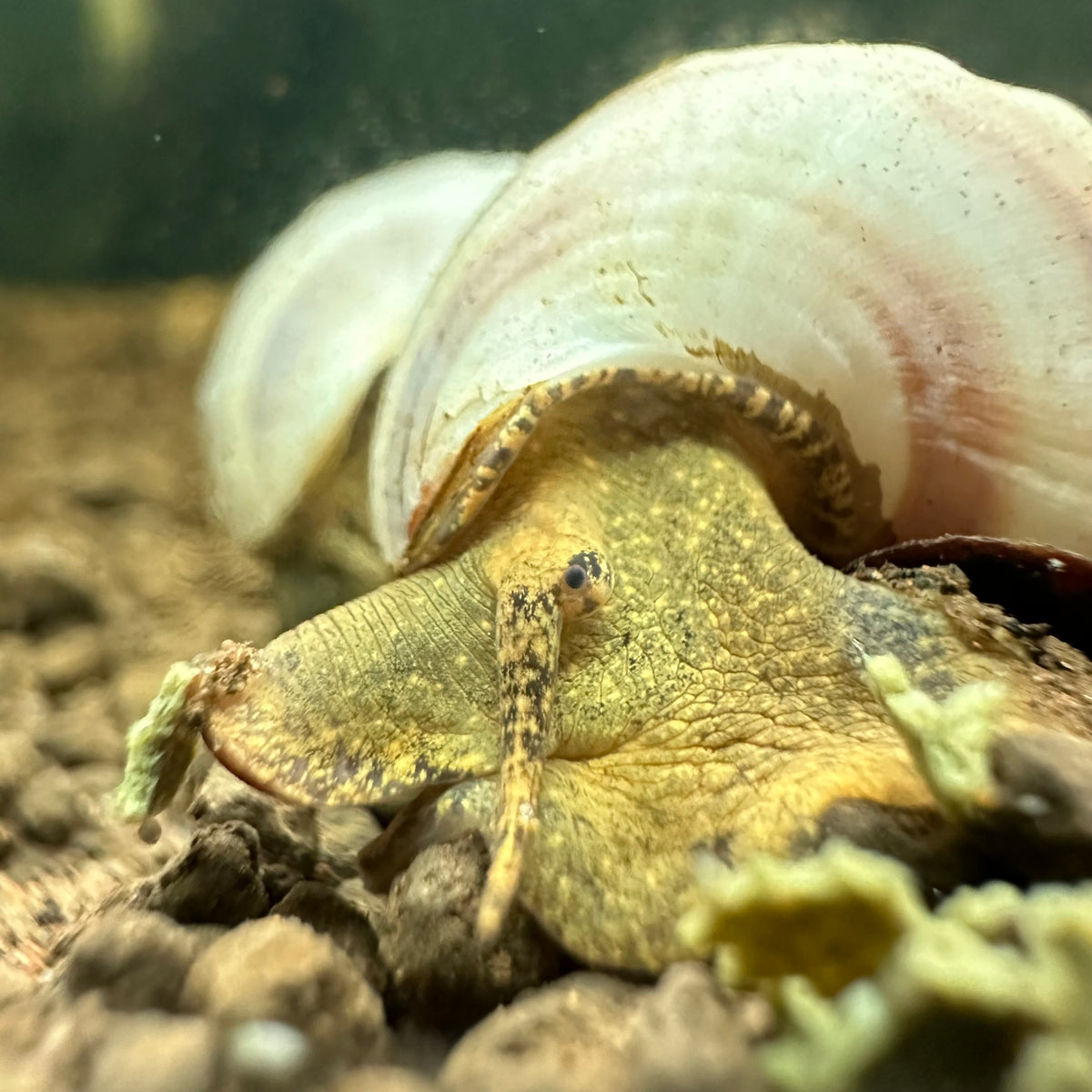 White Hercules Snail (Brotia Herculea) — Fishiotherapy