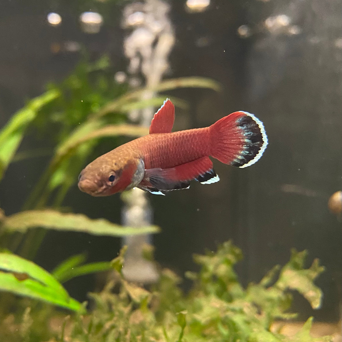 Betta channoides - Snakehead Betta — Fishiotherapy