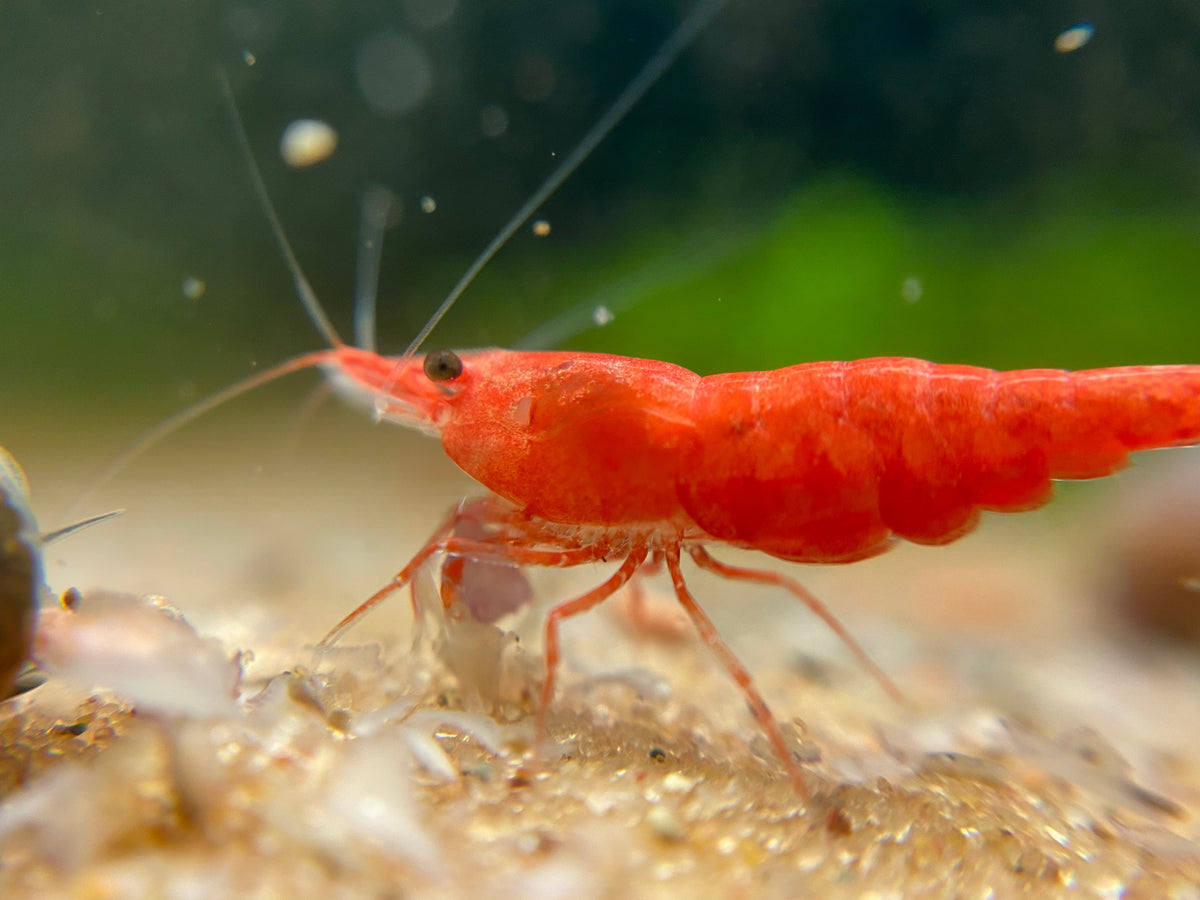 Fire Red Shrimp (Neocaridina Davidi) — Fishiotherapy
