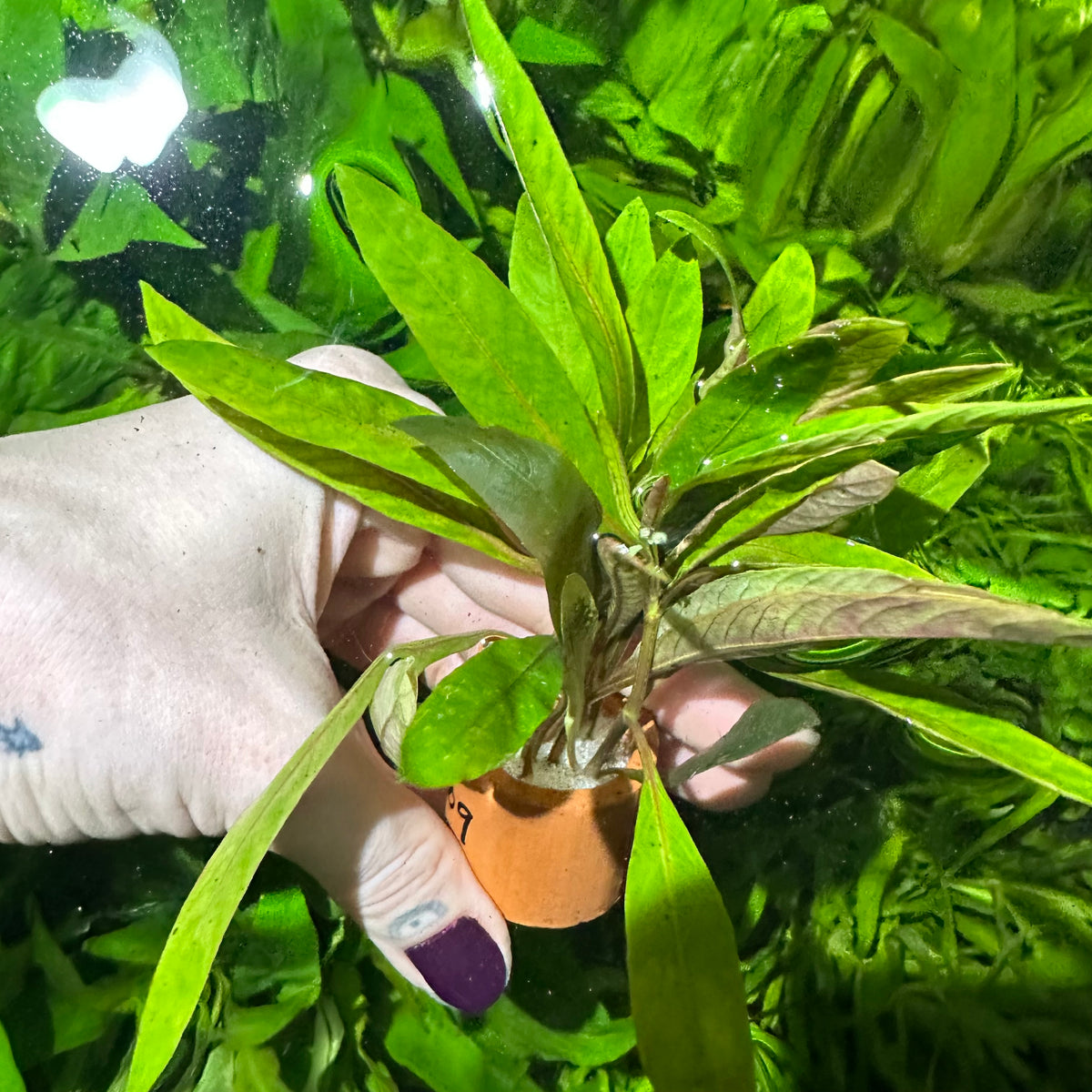 Hygrophila Salicifolia Rubra (Hygrophila salicifolia rubra) — Fishiotherapy