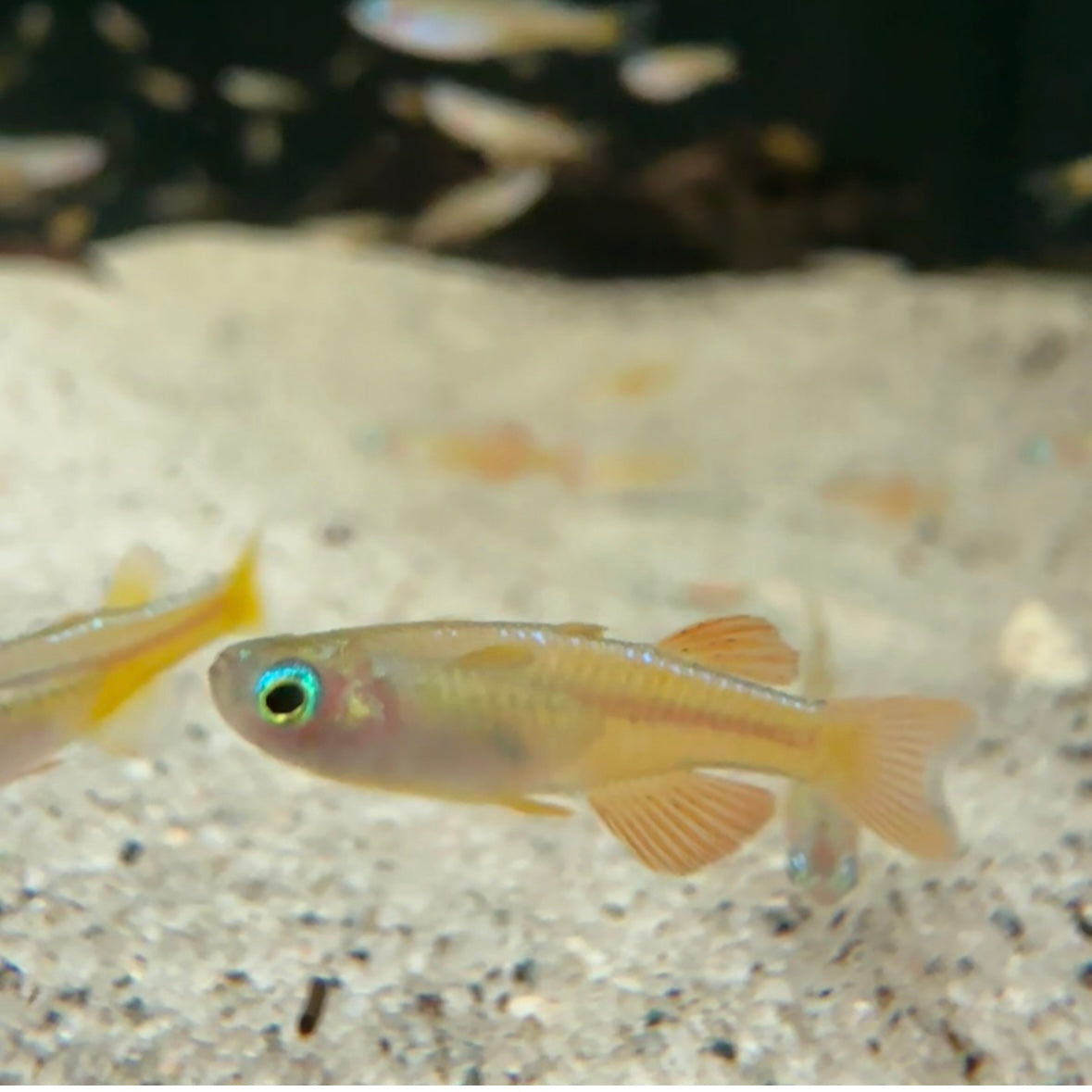Red Neon Blue-eye Rainbowfish (pseudomugil luminatus) — Fishiotherapy