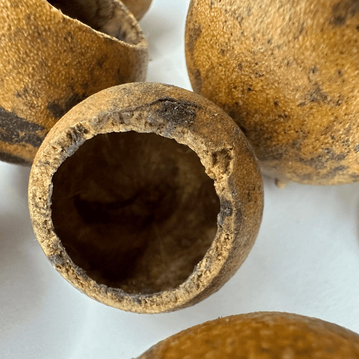 Kuchila Pod - Bell Cup — Fishiotherapy