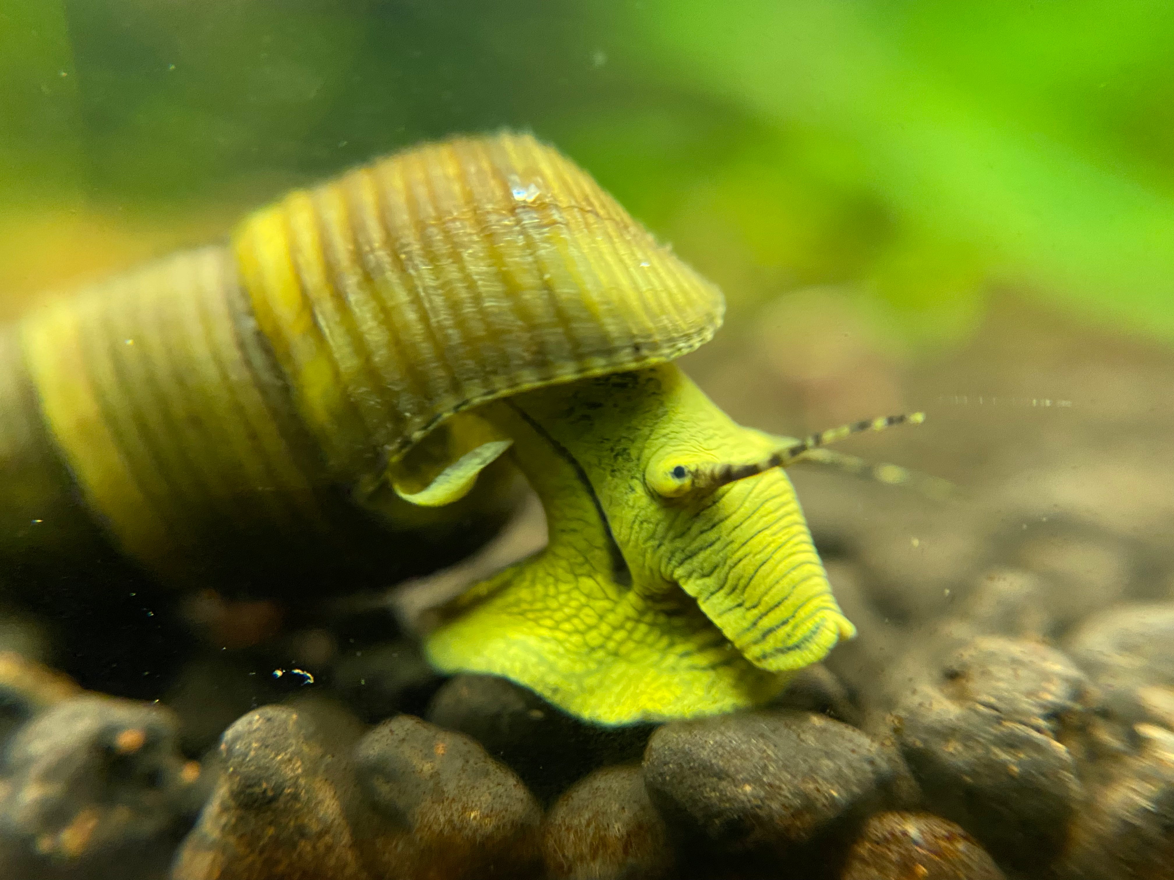 Yellow rabbit snail (Tylomelania sarasinorum) – Fishiotherapy