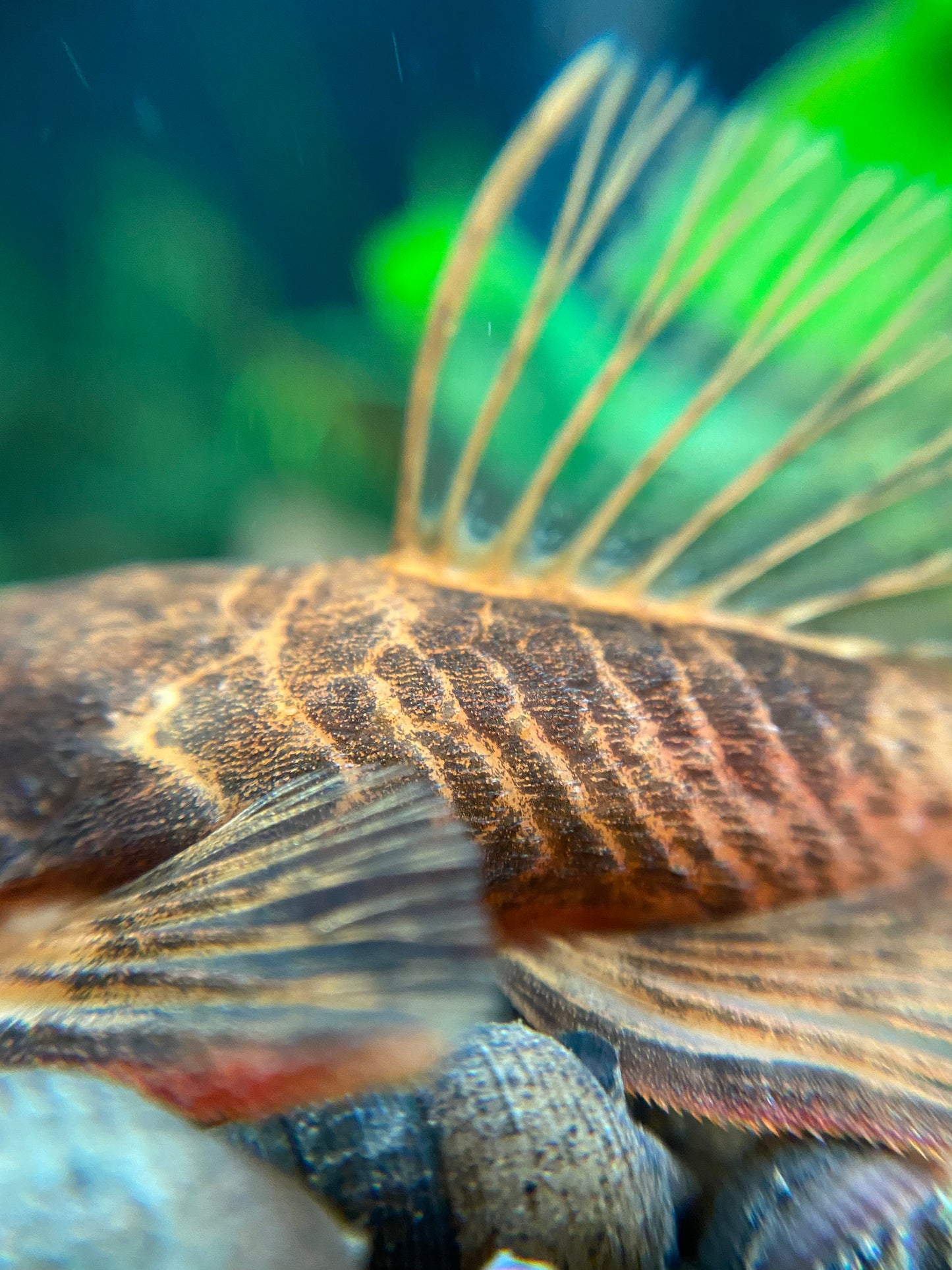 Calico Bristlenose Pleco (Ancistrus sp.) – Fishiotherapy