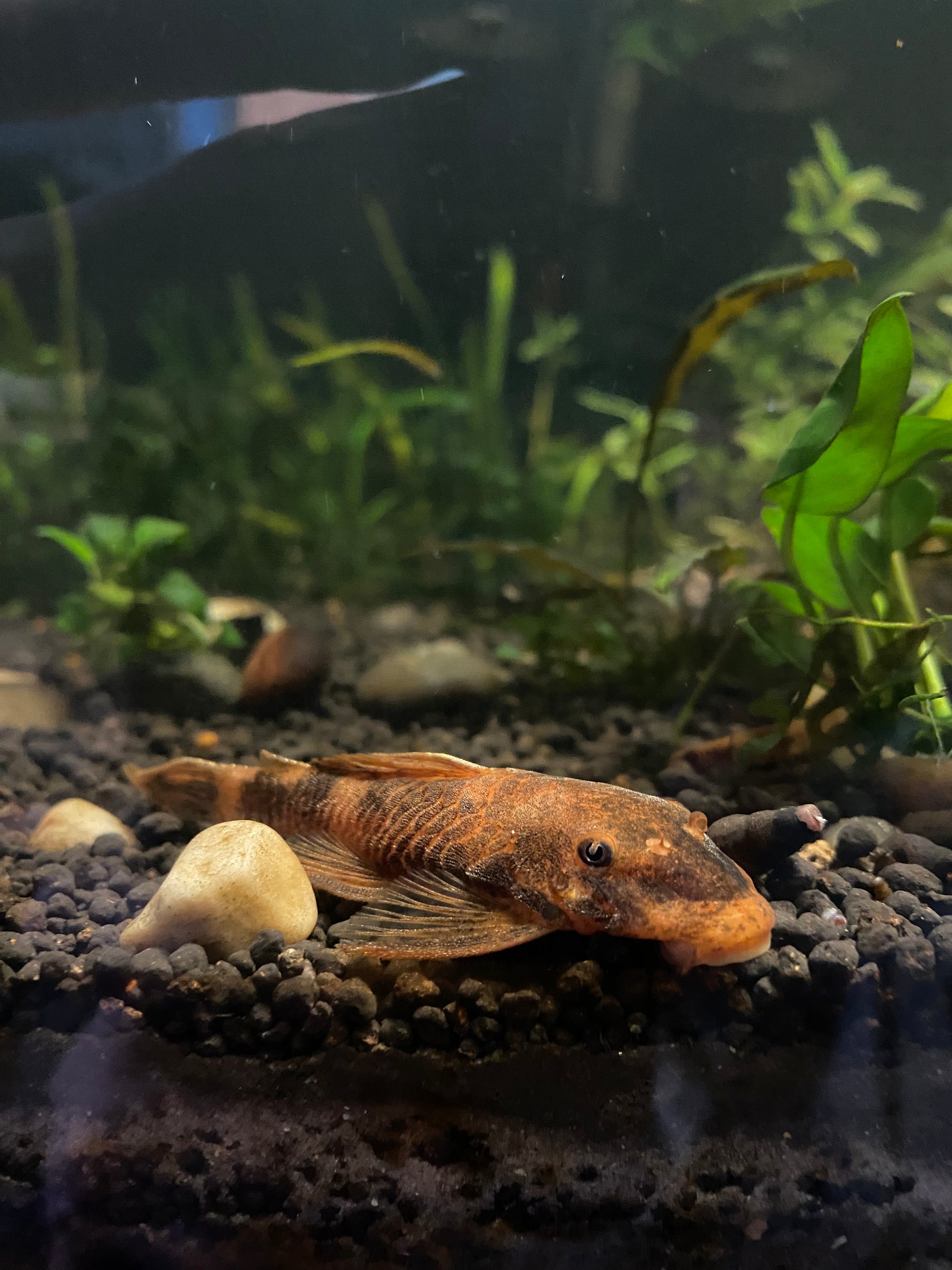 Calico Bristlenose Pleco (Ancistrus sp.) – Fishiotherapy