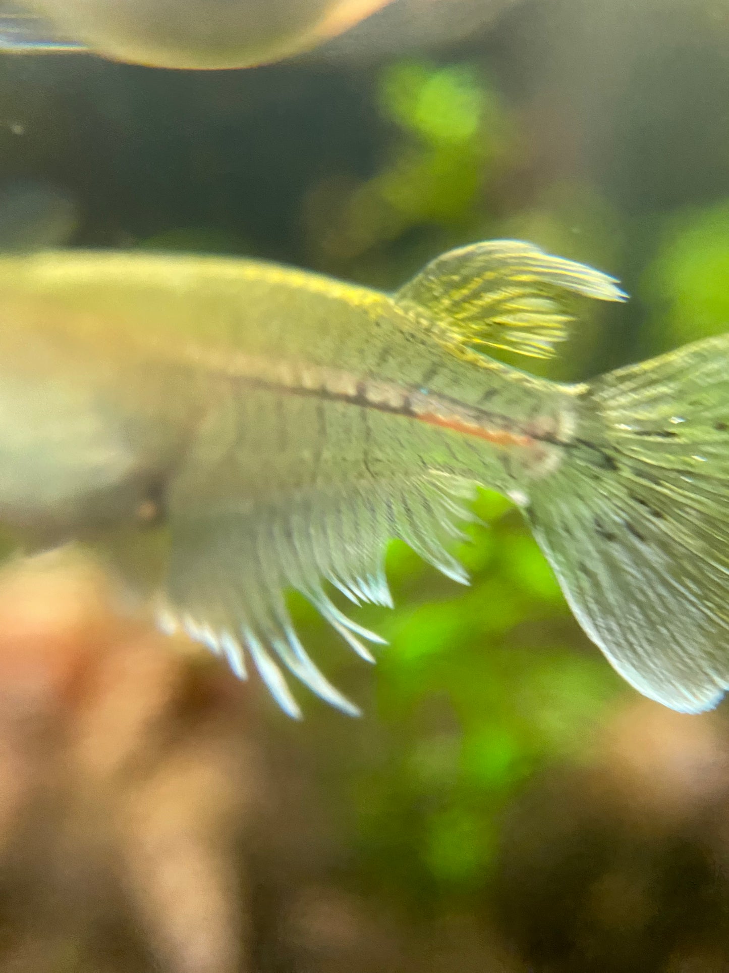 Javanese Ricefish (Oryzias Javanicus) – Fishiotherapy