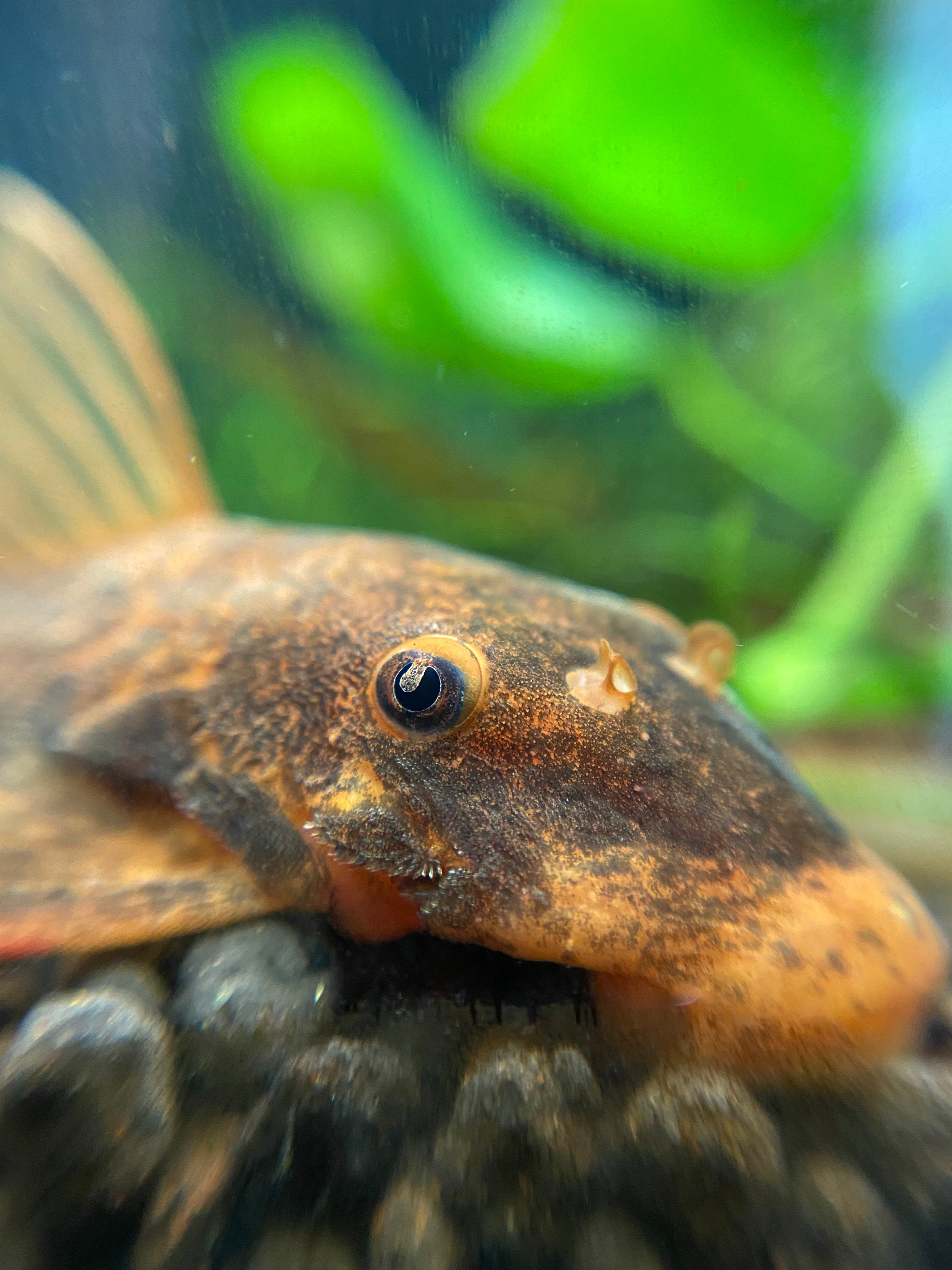 Calico Bristlenose Pleco (Ancistrus sp.) – Fishiotherapy