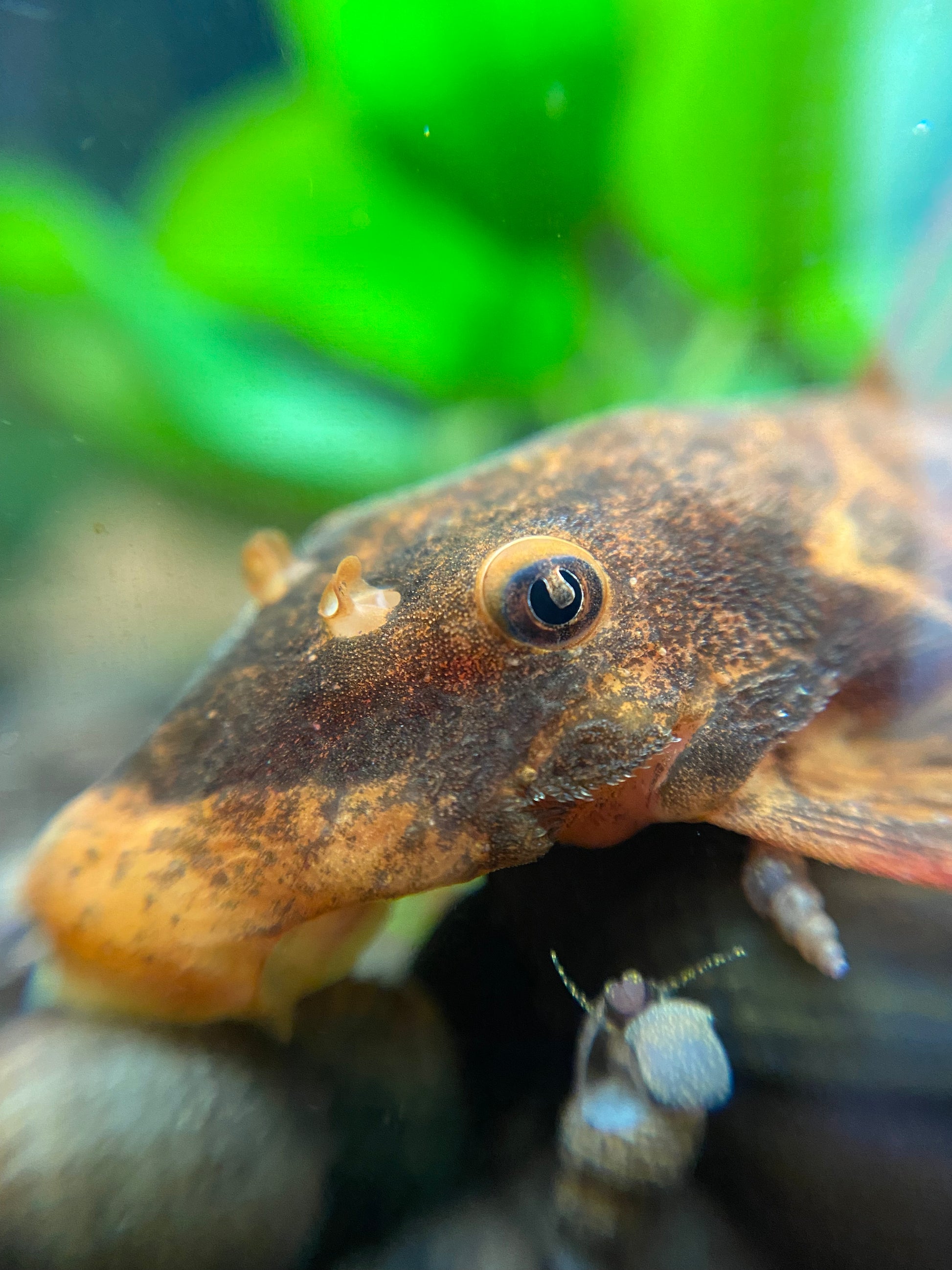 Calico Bristlenose Pleco (Ancistrus sp.) – Fishiotherapy