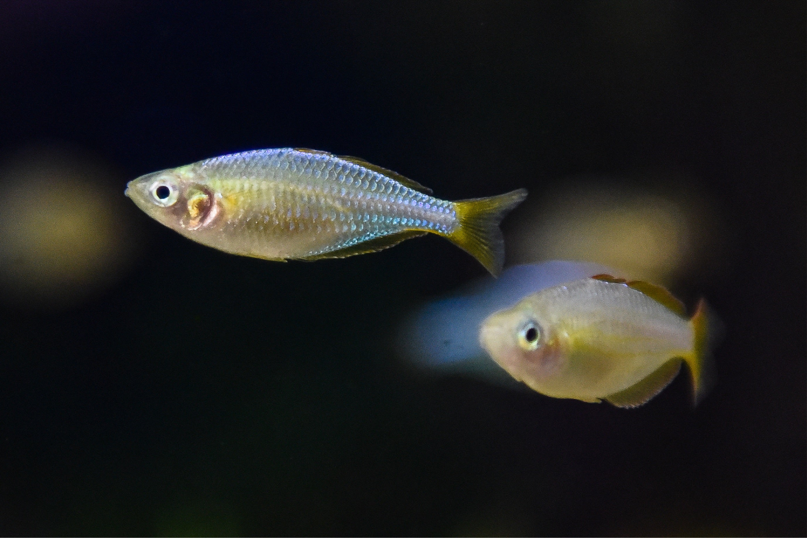 Dwarf Neon Rainbowfish (Melanotaenia praecox) — Fishiotherapy