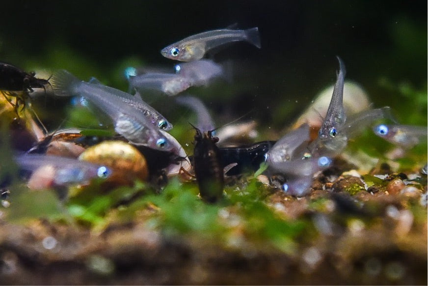 Javanese Ricefish (Oryzias Javanicus) – Fishiotherapy