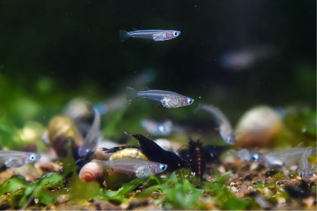 Javanese Ricefish (Oryzias Javanicus) – Fishiotherapy