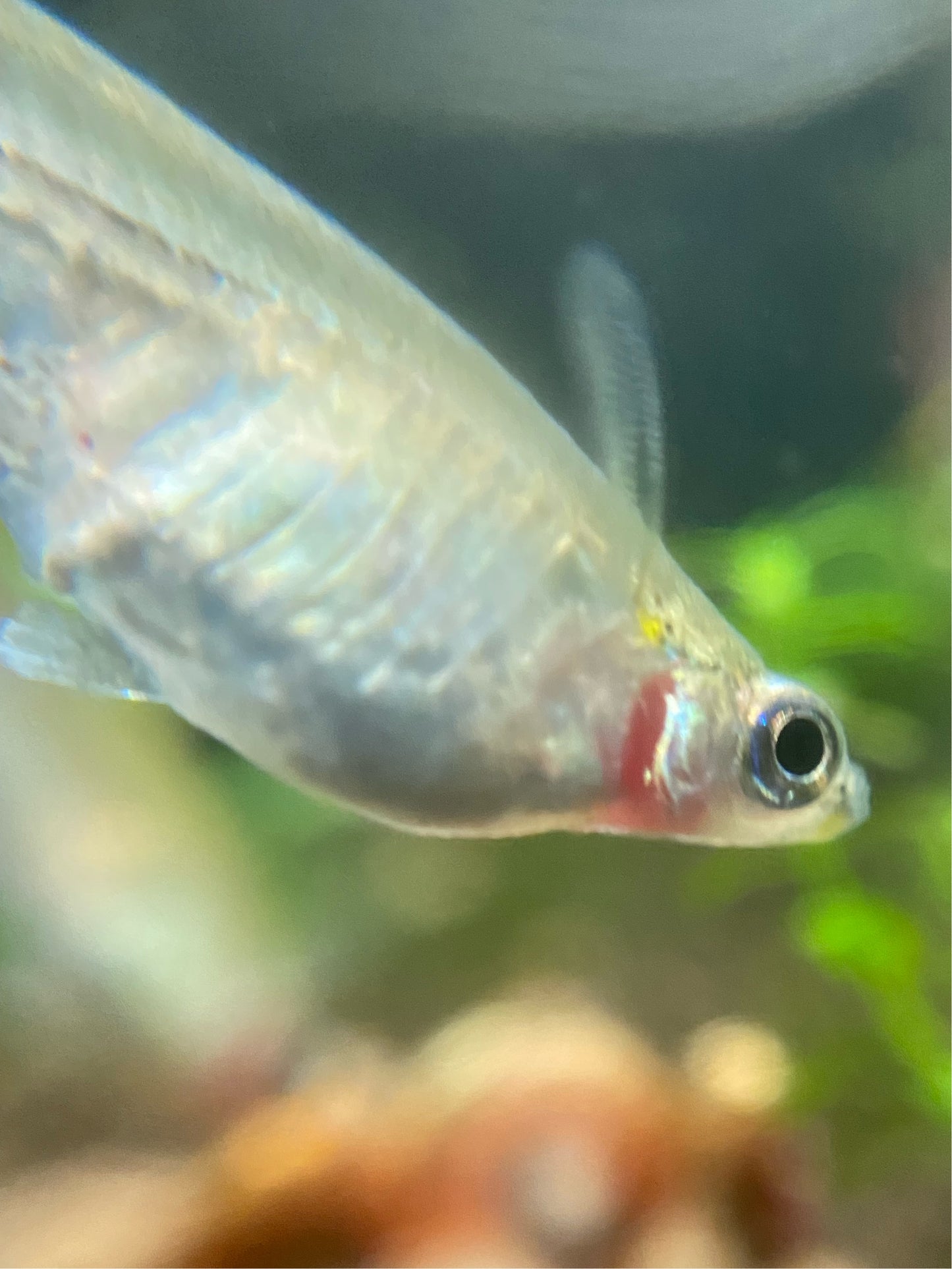 Javanese Ricefish (Oryzias Javanicus) – Fishiotherapy