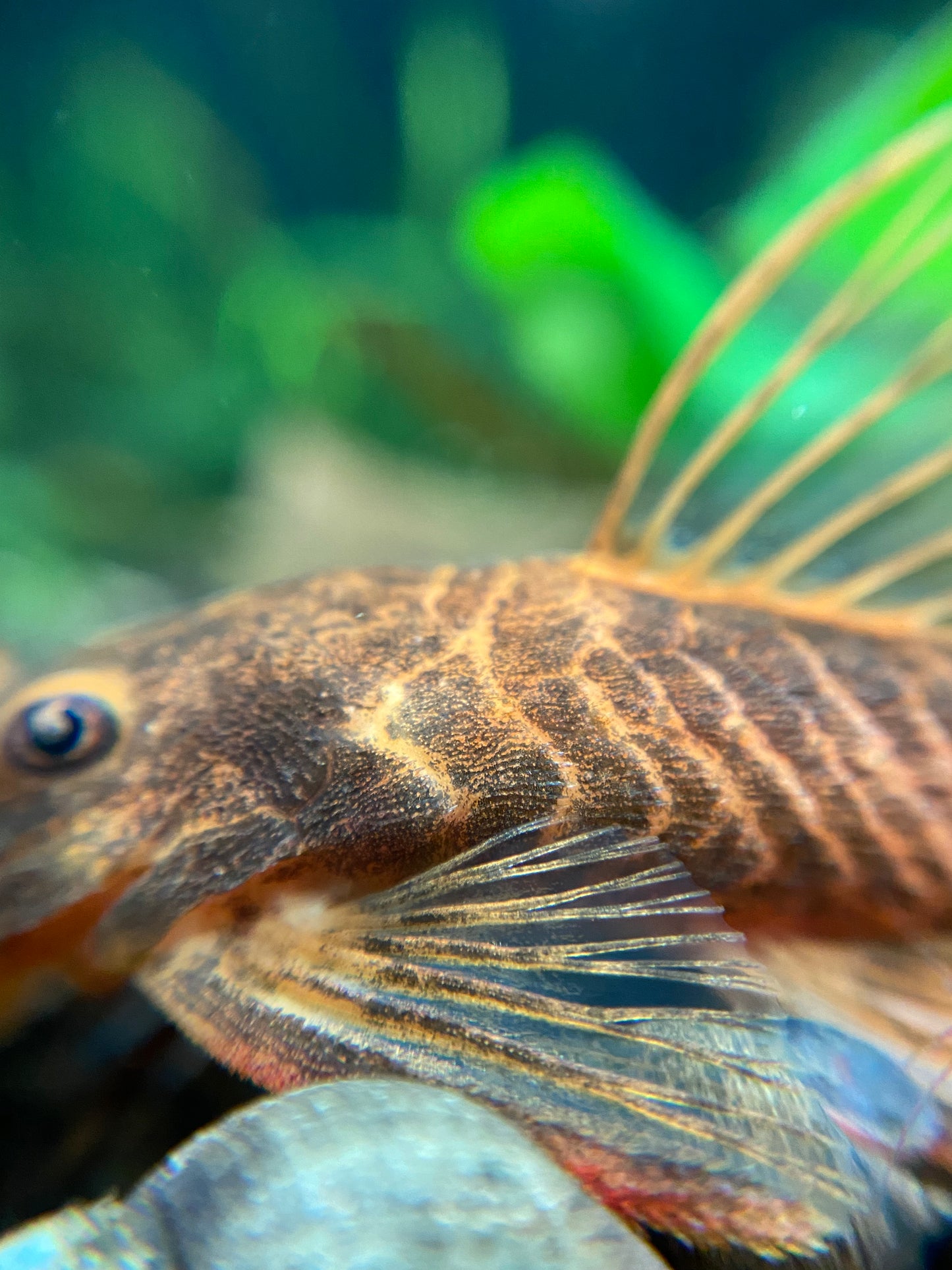 Calico Bristlenose Pleco (Ancistrus sp.) – Fishiotherapy