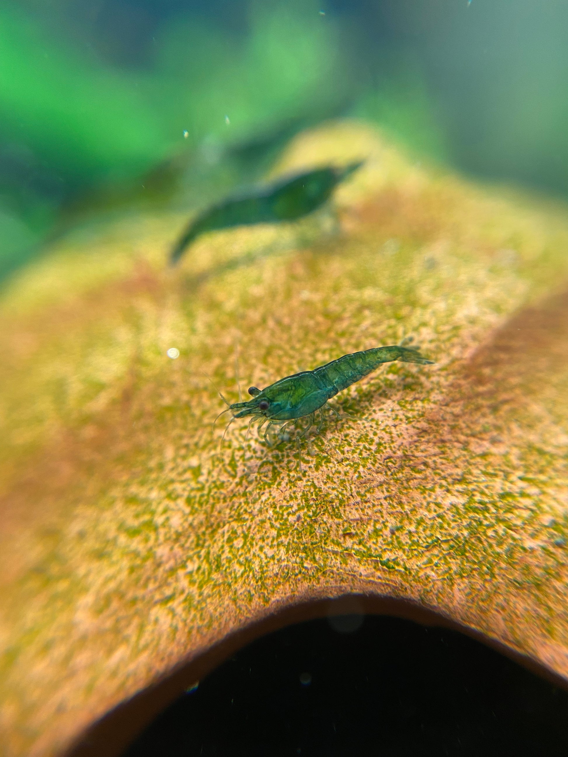 Green Neocaridina (Neocaridina davidi var. green) – Fishiotherapy
