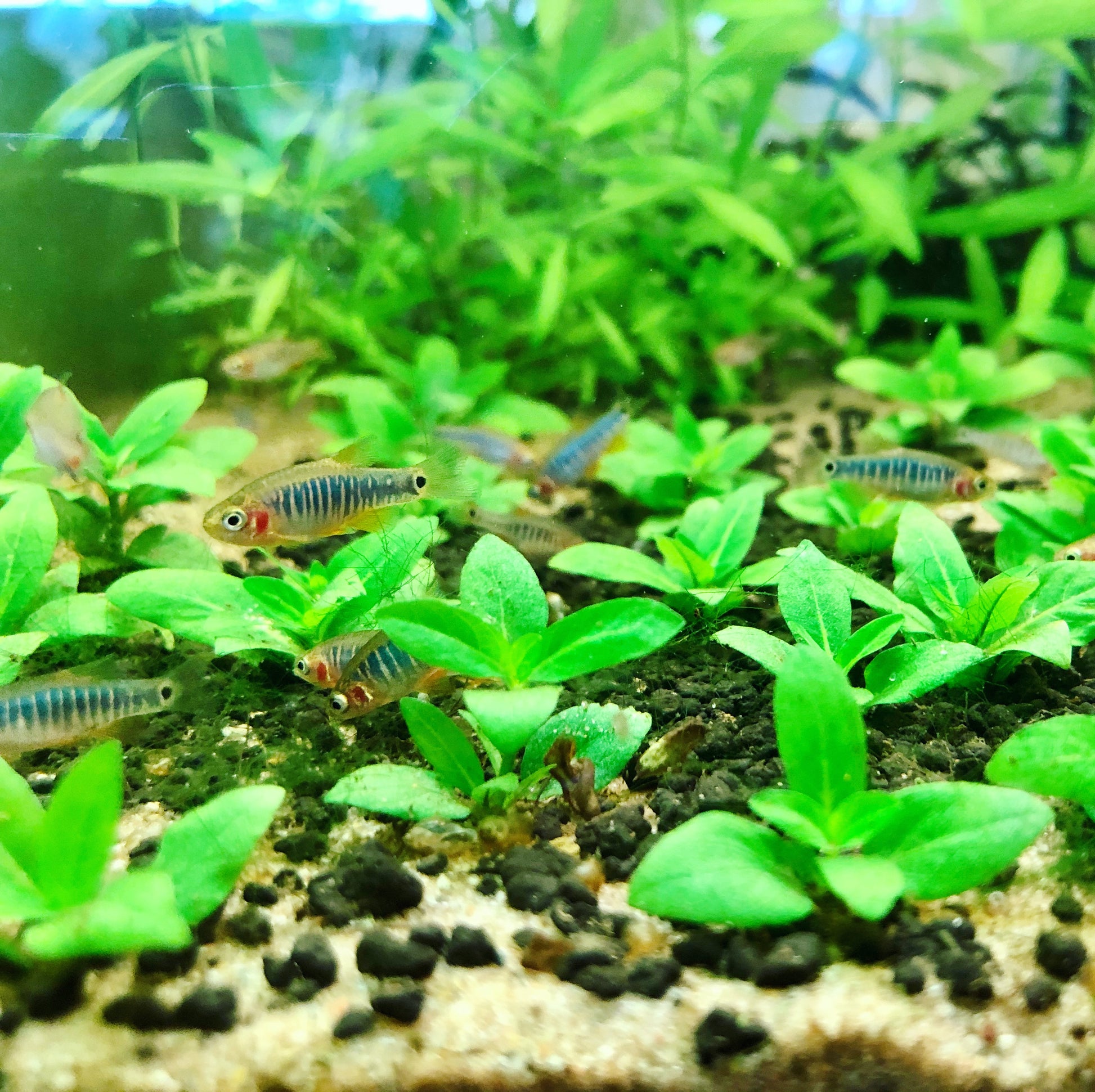 Emerald Dwarf Danio/Rasbora (Danio erythromicron) – Fishiotherapy