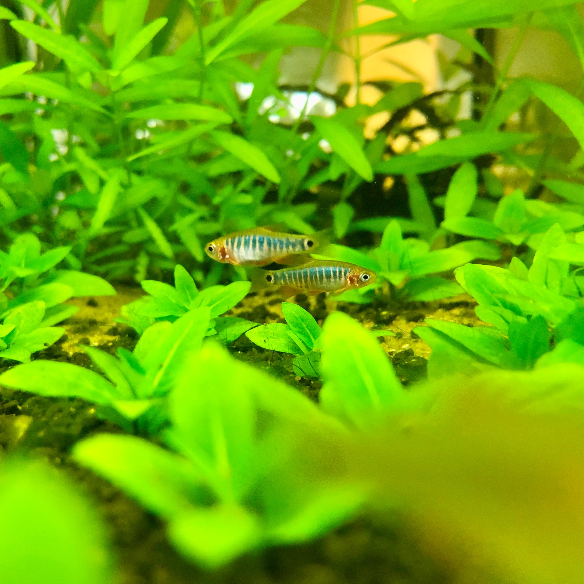 Emerald Dwarf Danio/Rasbora (Danio erythromicron) – Fishiotherapy