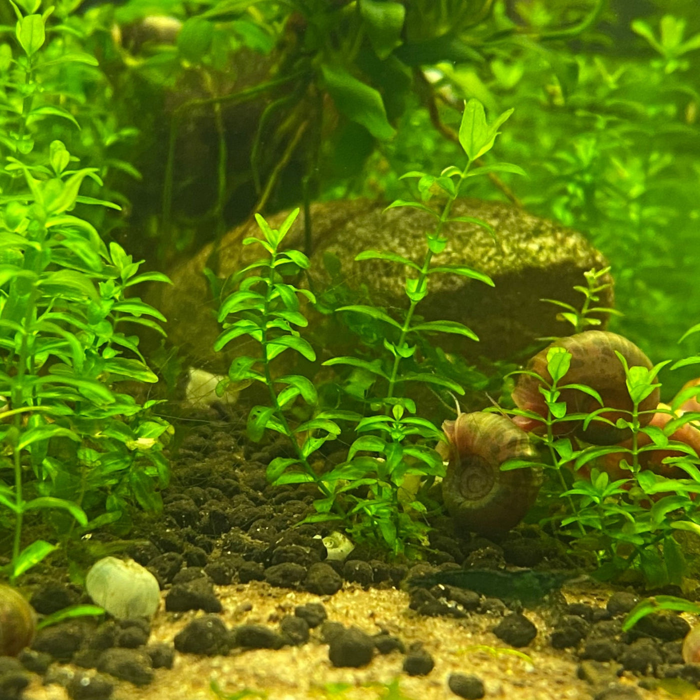 Pearlweed (Hemianthus Micranthemoides) — Fishiotherapy