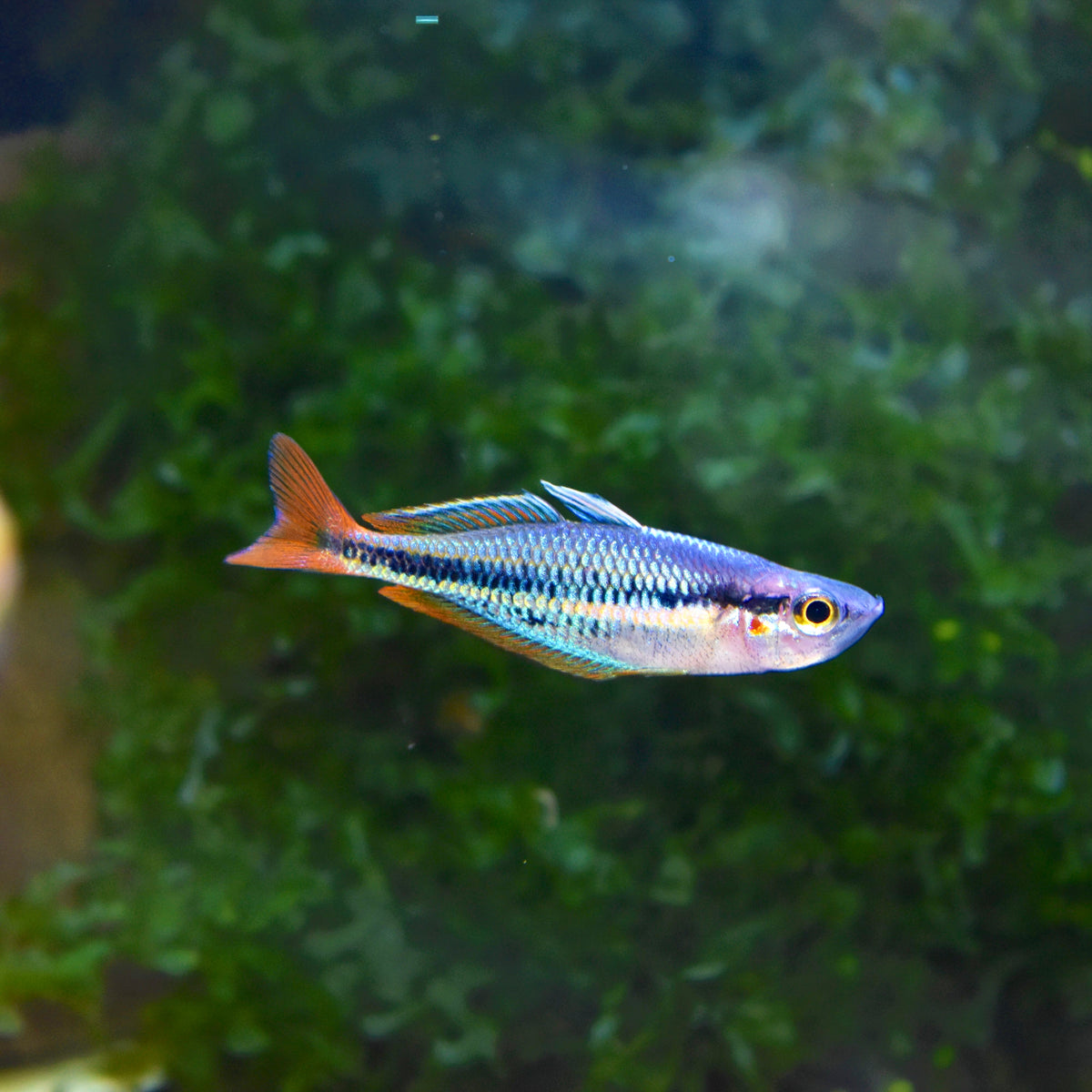 Picta Rainbowfish (Melanotaenia Picta / Aru2) — Fishiotherapy