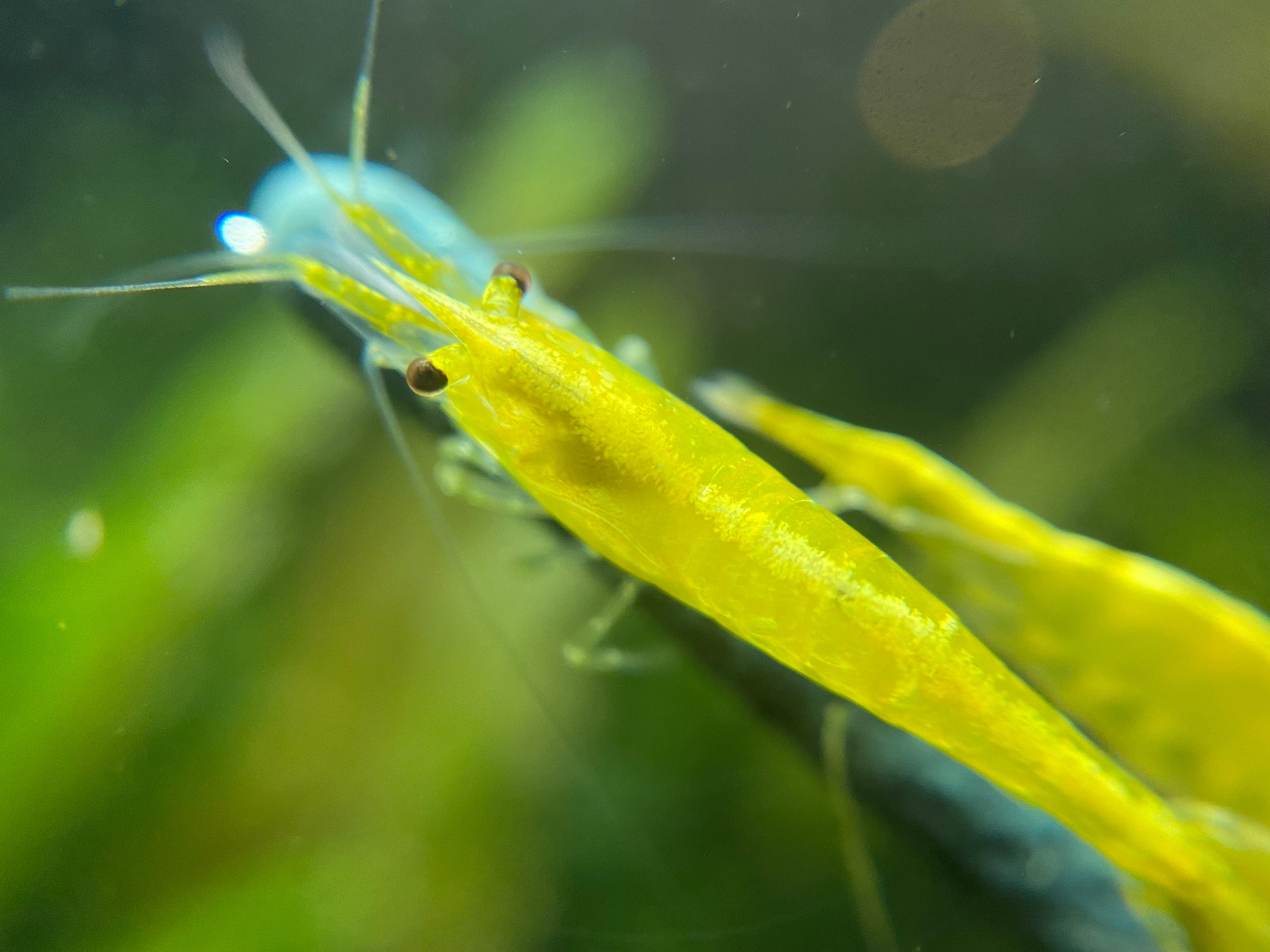 Gold-back Neocaridina (Neocaridina davidi var. gold-back yellow ...