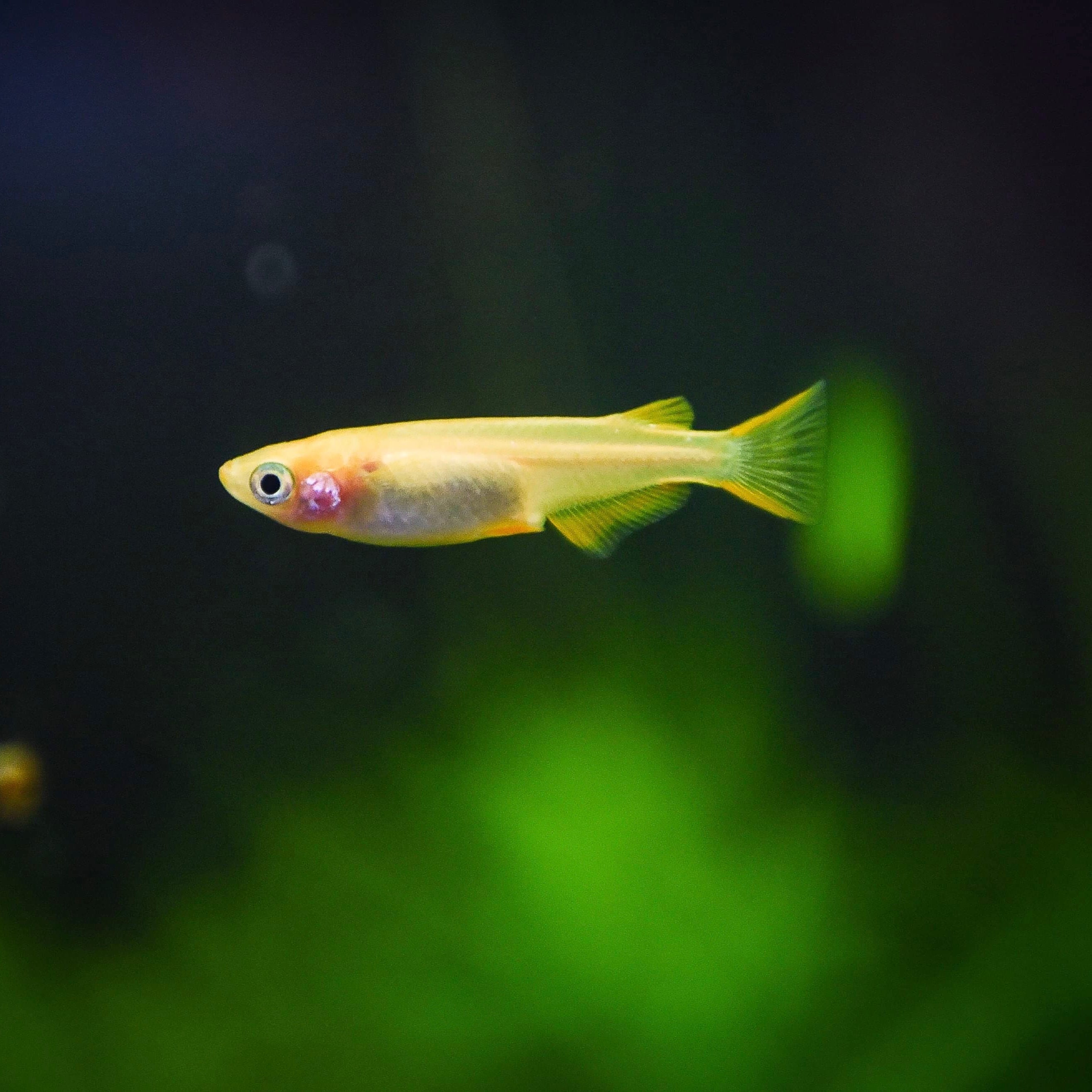 Ricefish sp. “Youkihi” ~ Oryzias Latipes sp. “Youkihi” – Fishiotherapy