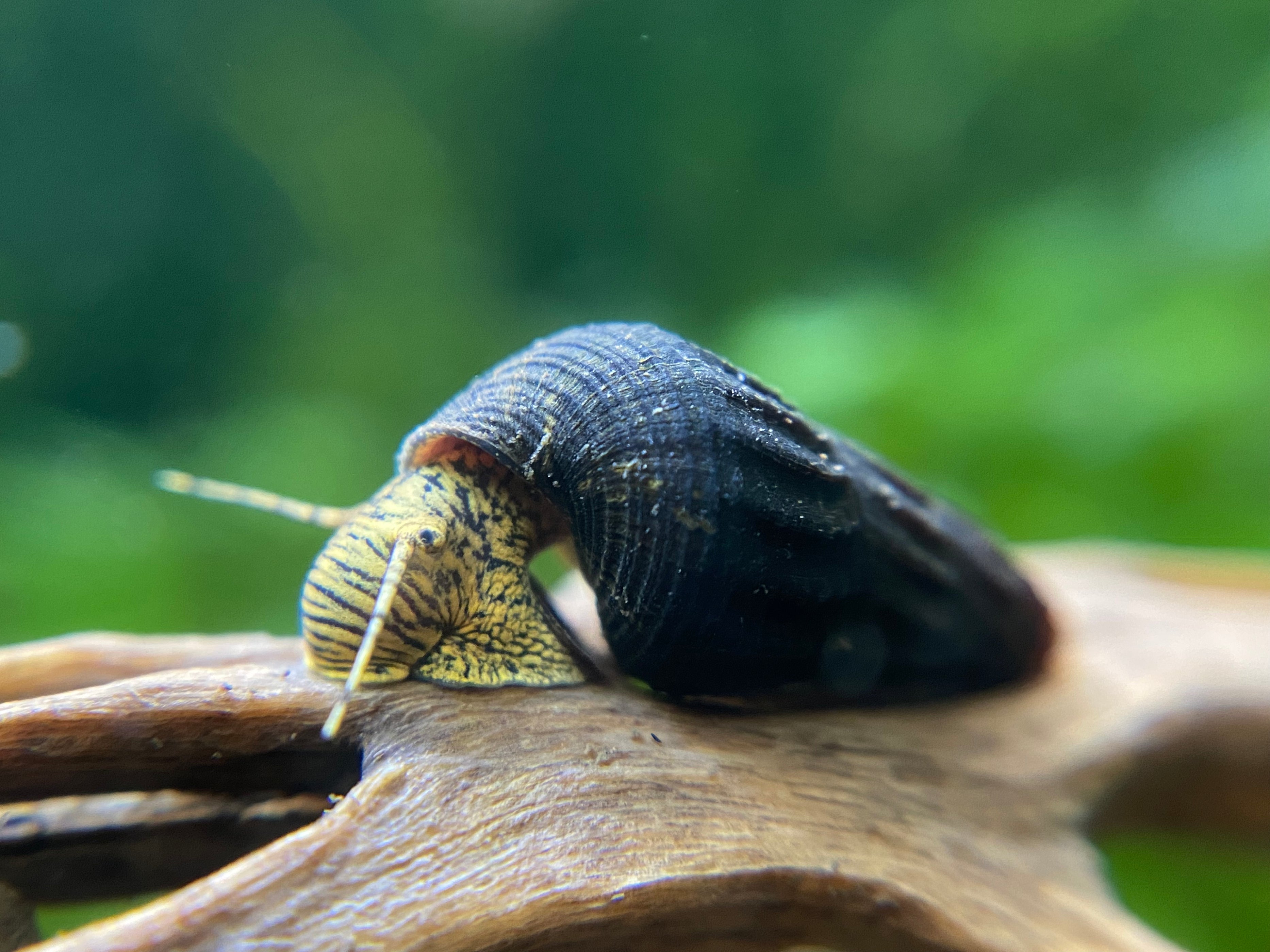 Assorted & Hybrid Rabbit Snails (Tylomelania var. assorted) — Fishiotherapy
