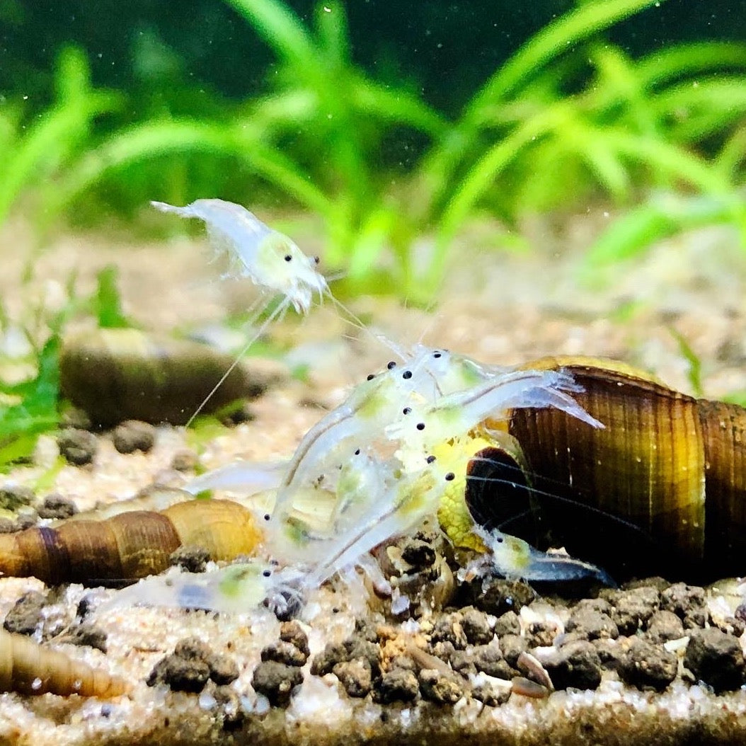 Snowball Neocaridina (Neocaridina Palmata) | Pearl White Shrimp ...
