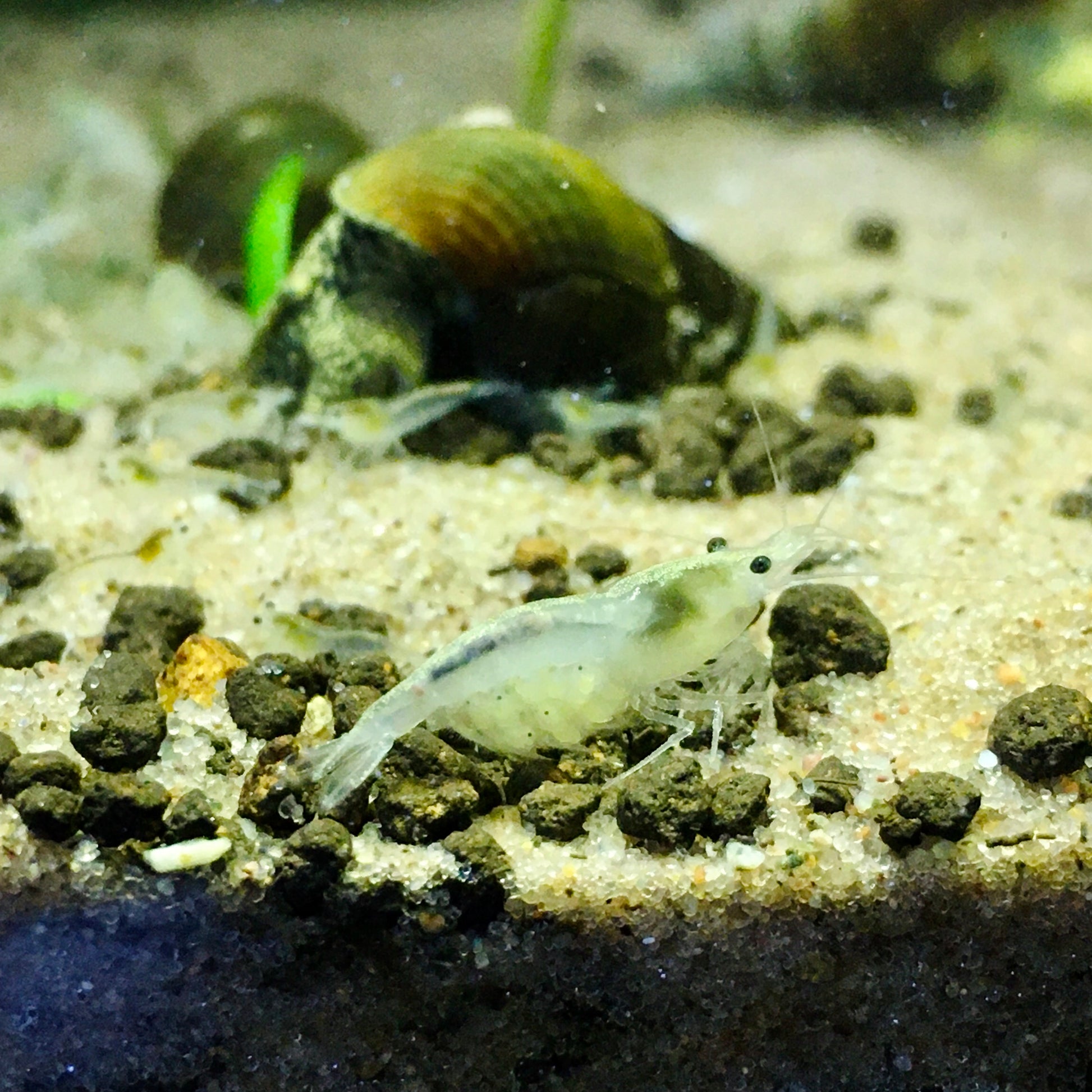 Snowball Neocaridina (Neocaridina Palmata) | Pearl White Shrimp ...