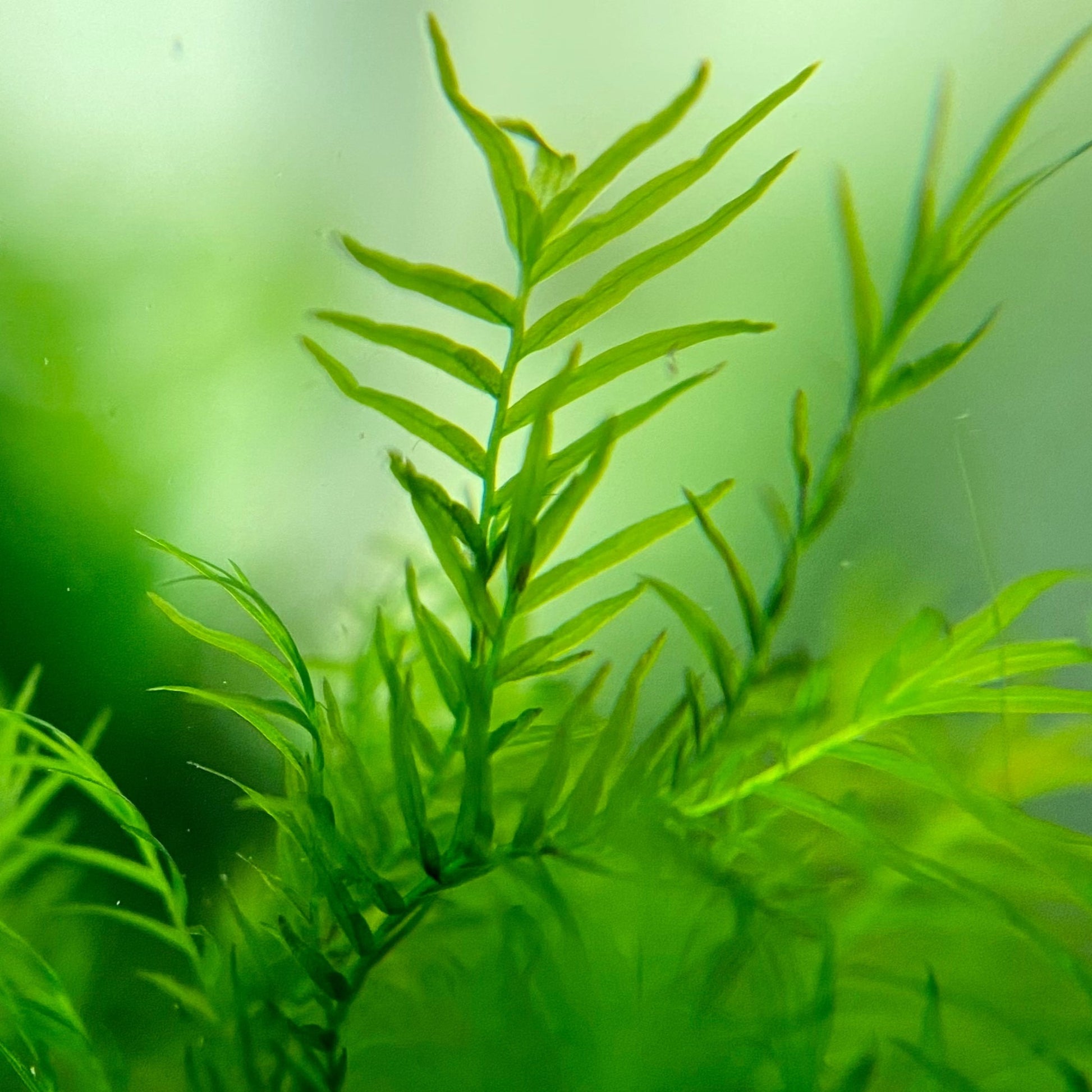 Phoenix Moss (Fissidens Fontanus) – Fishiotherapy