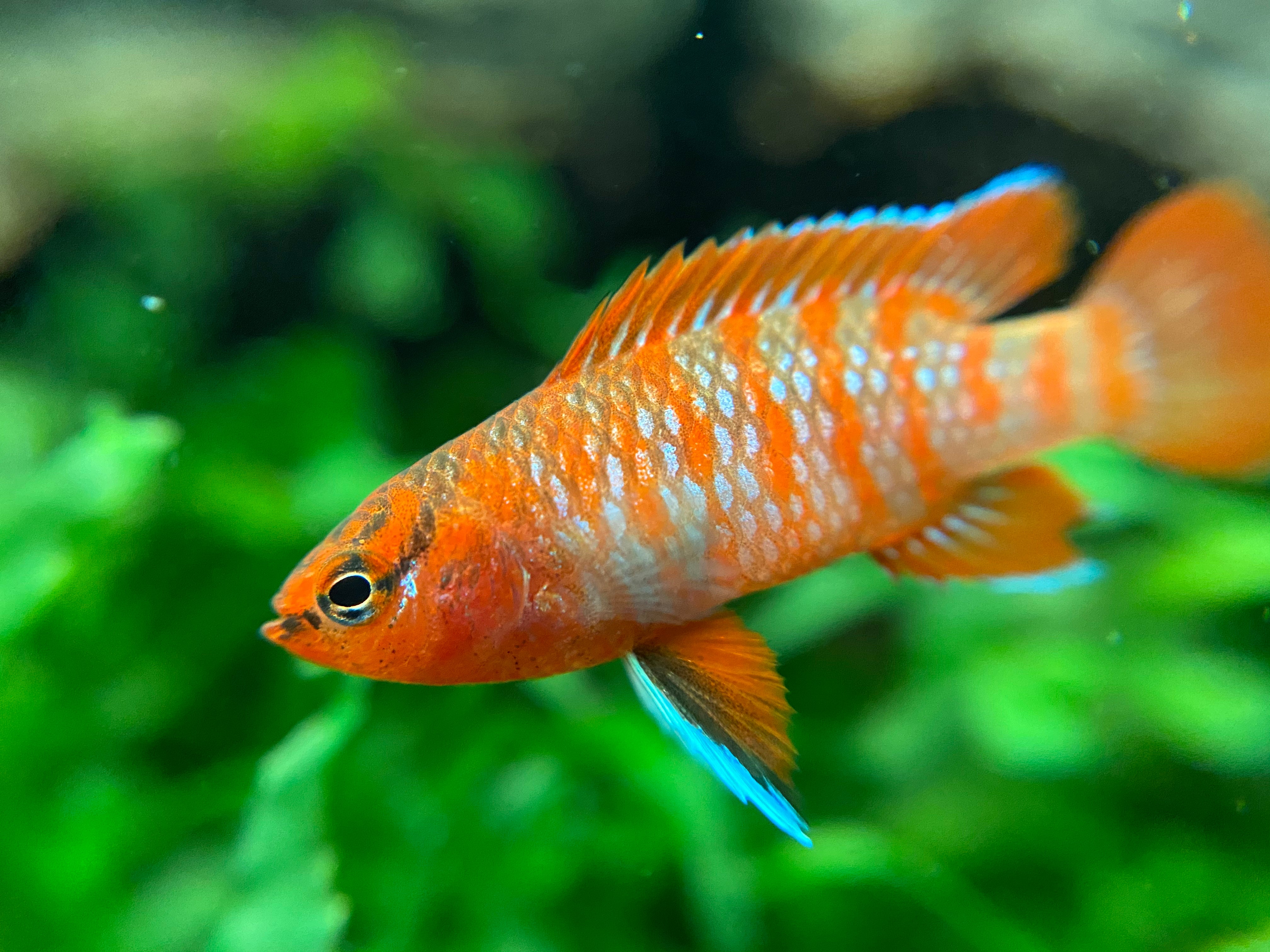 Scarlet Badis (Dario Dario) – Fishiotherapy