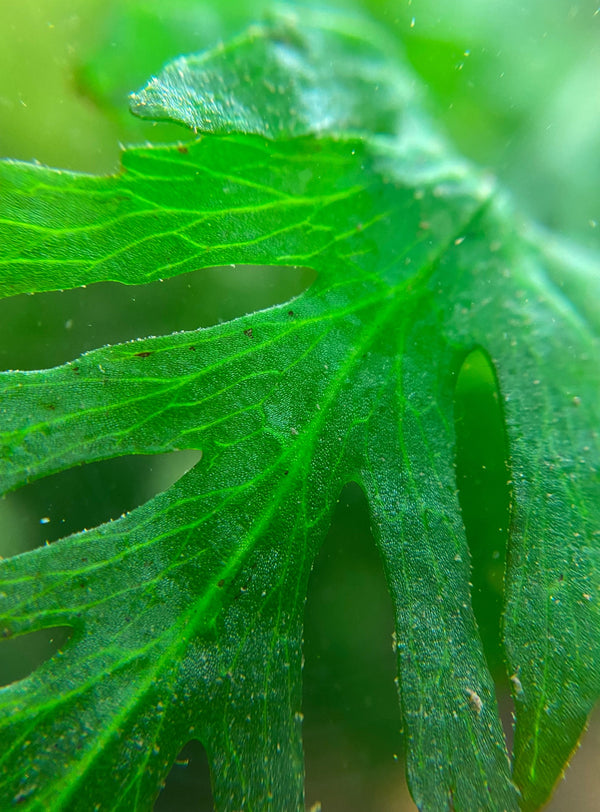 African Water Fern (Bolbitis Heudelotii Difformis) – Fishiotherapy