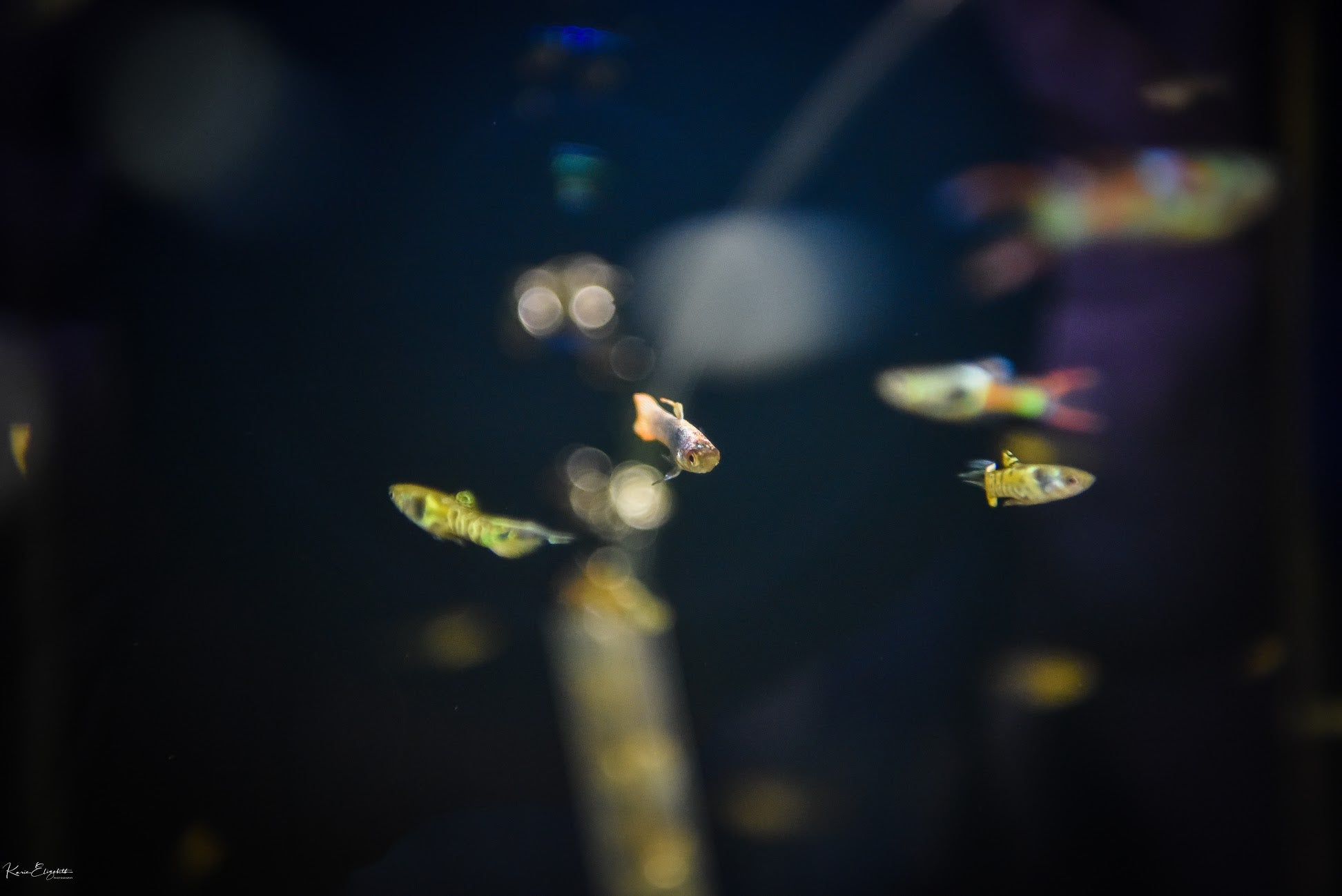 Endlers Livebearers (Poecilia wingei) assorted types – Fishiotherapy