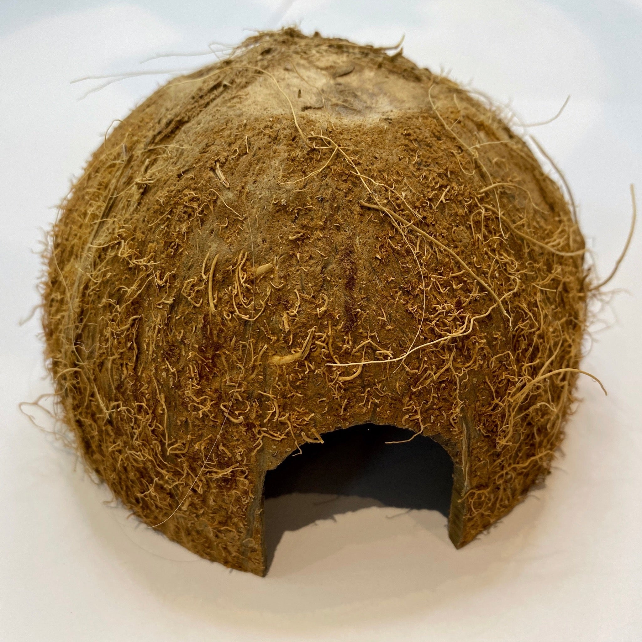 coconut cave – Fishiotherapy