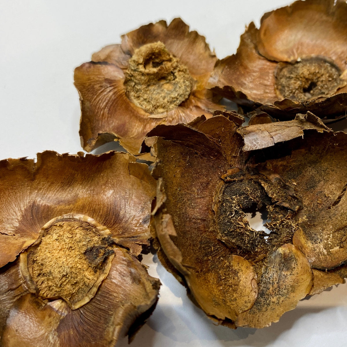 Coco Crowns — Fishiotherapy