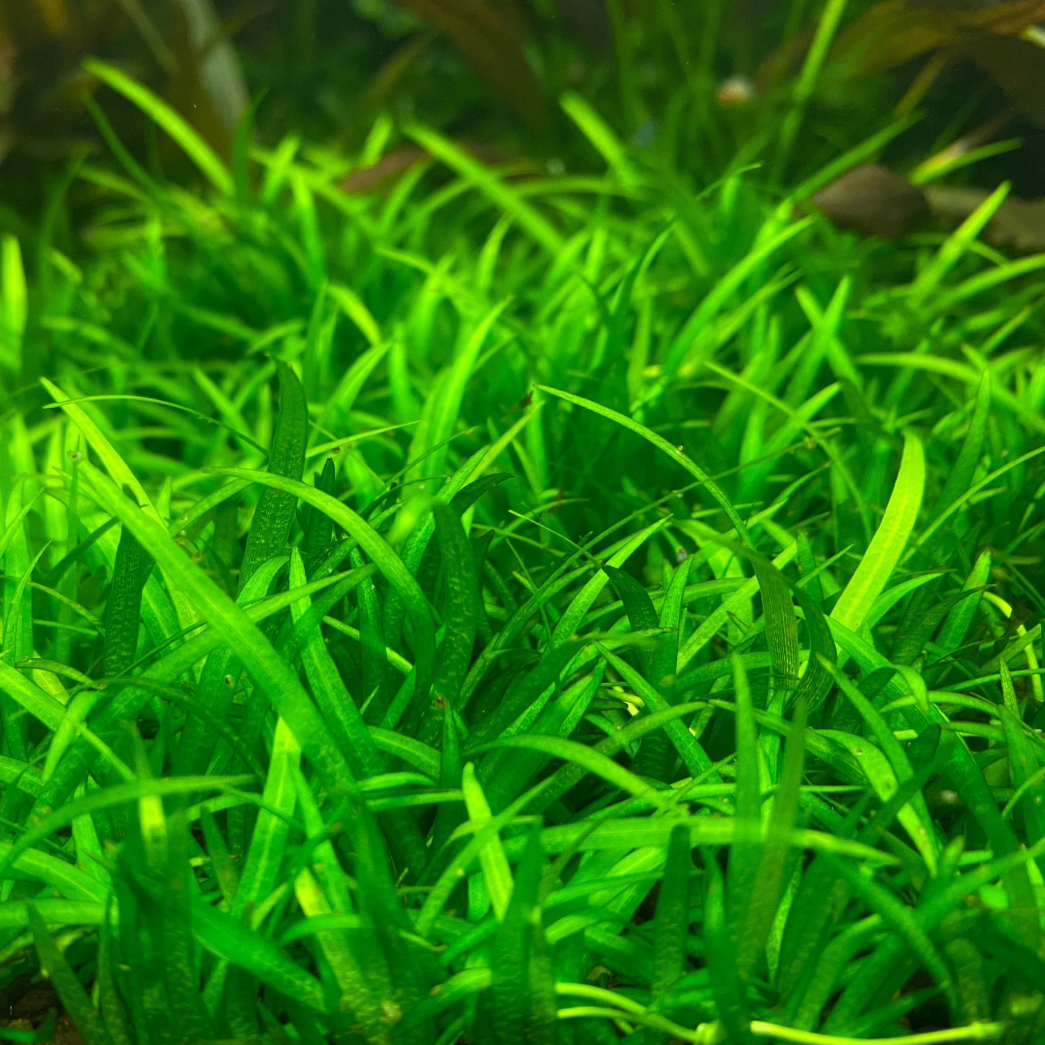 Pygmy Chain Sword (Helanthium Tenellum) – Fishiotherapy
