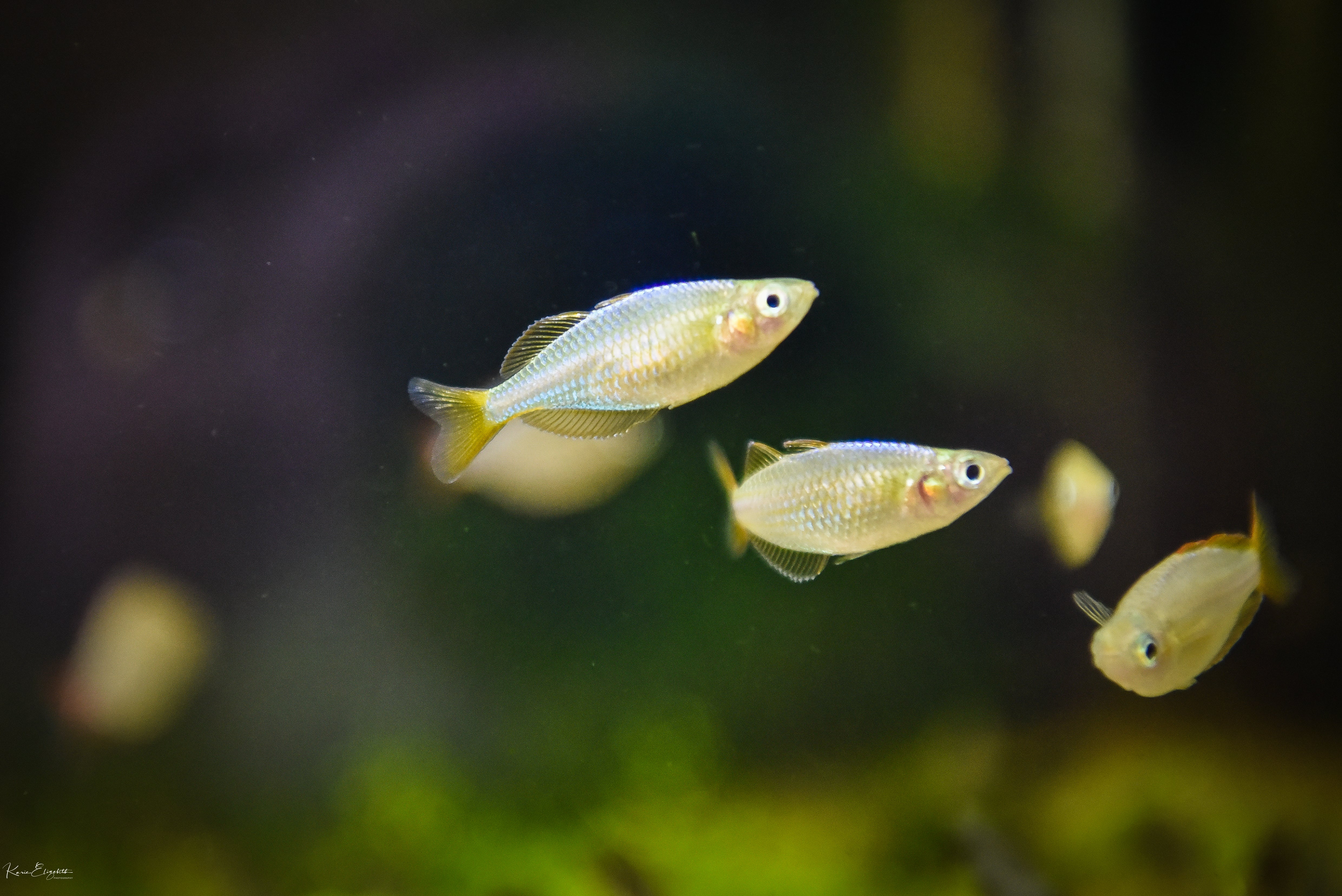 Dwarf Neon Rainbowfish (Melanotaenia praecox) – Fishiotherapy