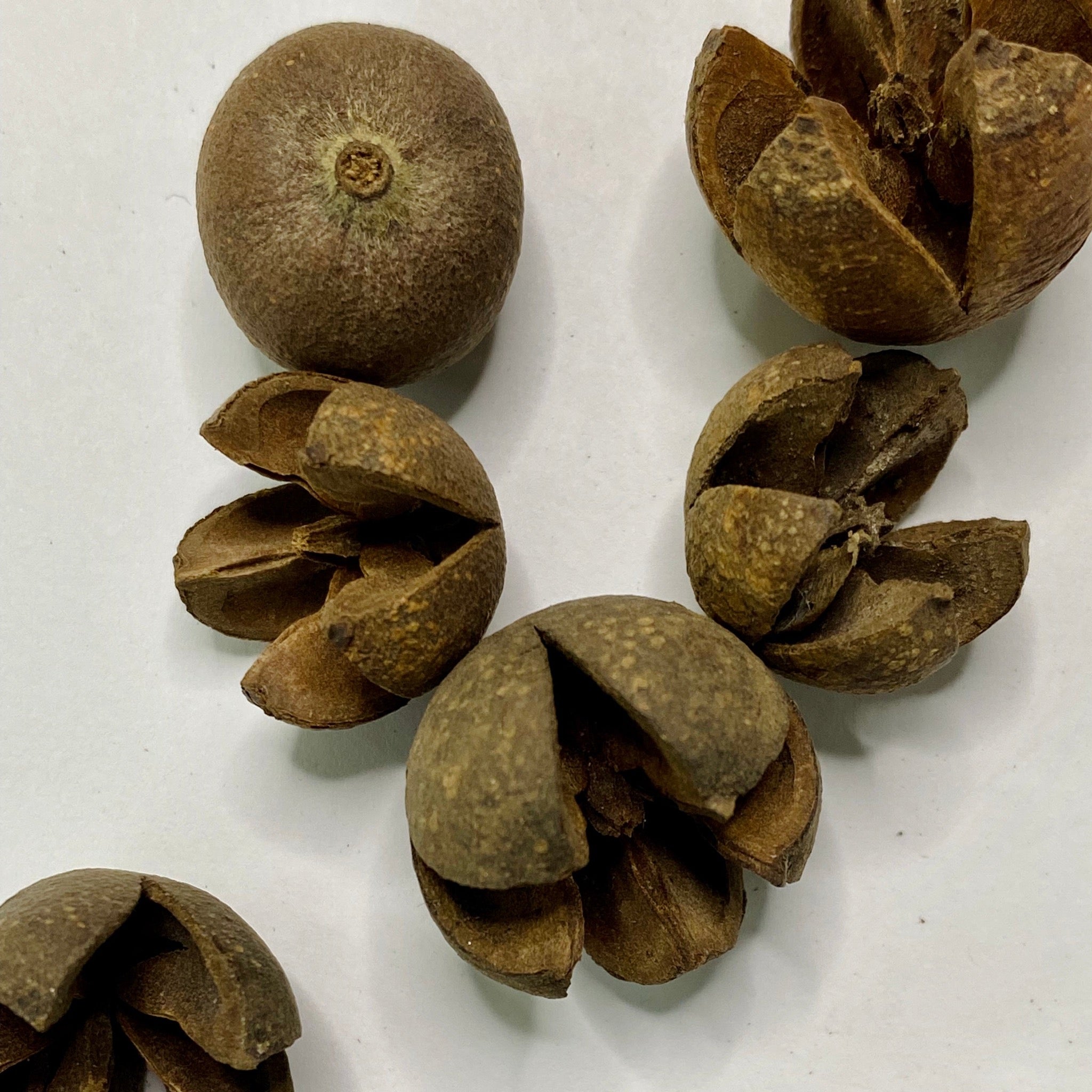 Star Pods – Fishiotherapy