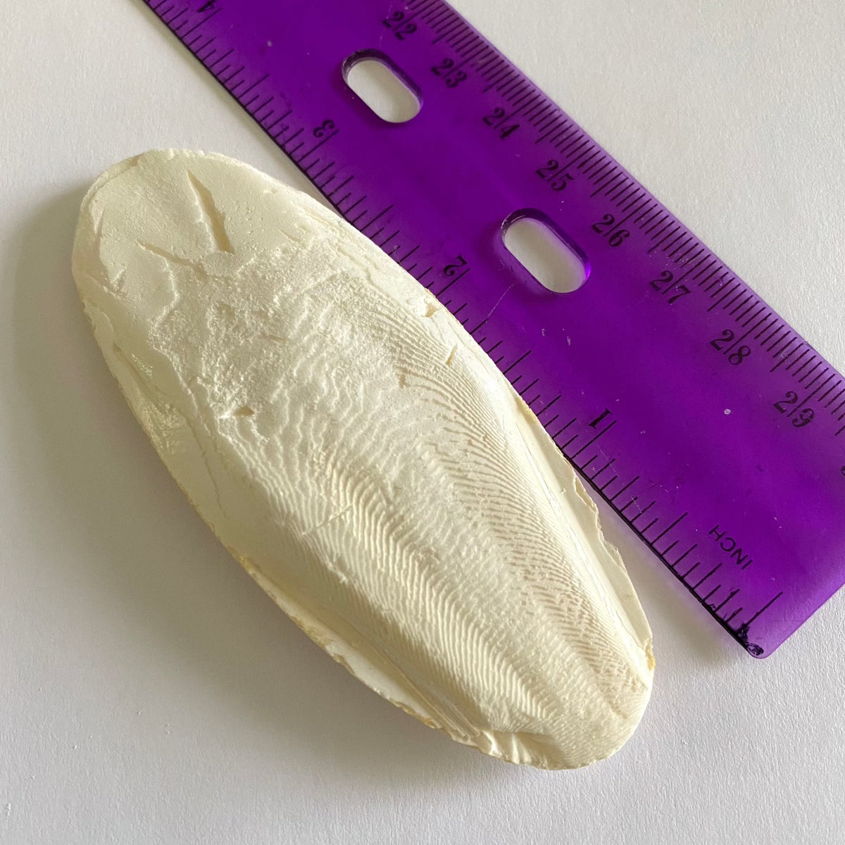 Cuttlebone 3”-4” — Fishiotherapy